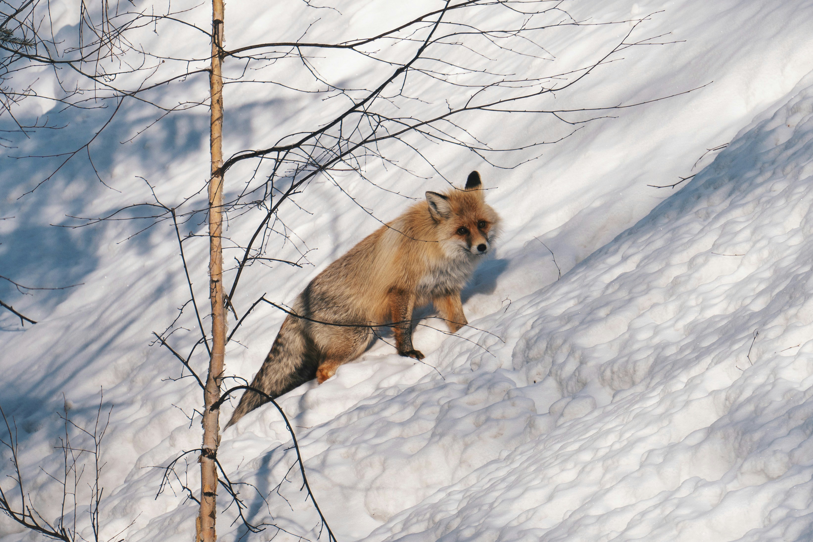 Red fox pauses on a powdery snow slope beneath a bare branch