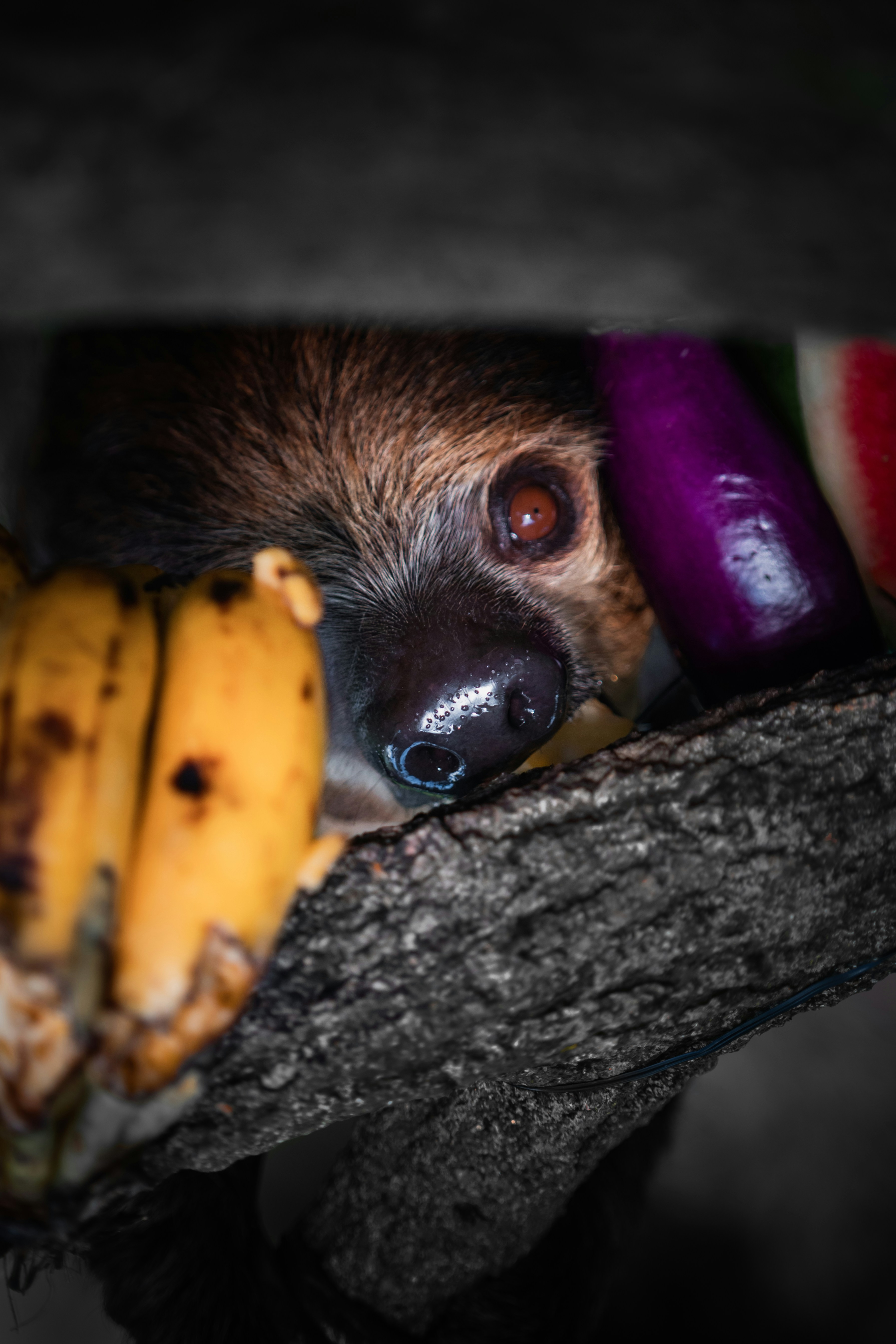 Curious Pup peering Through a Tangled Window of Colors