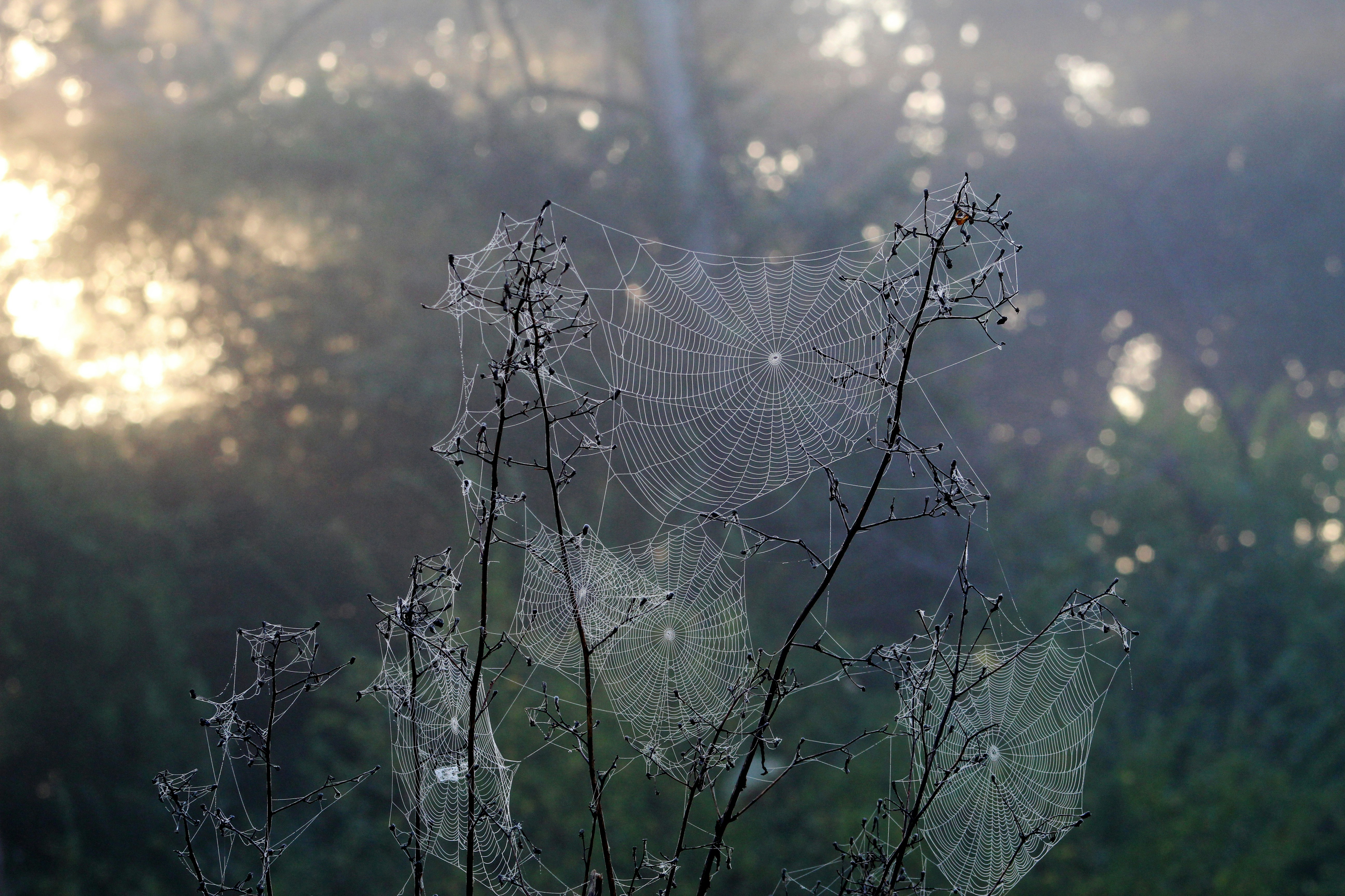 Delicate spider webs glisten with dew in a misty forest, capturing the ethereal beauty of early morning light.
