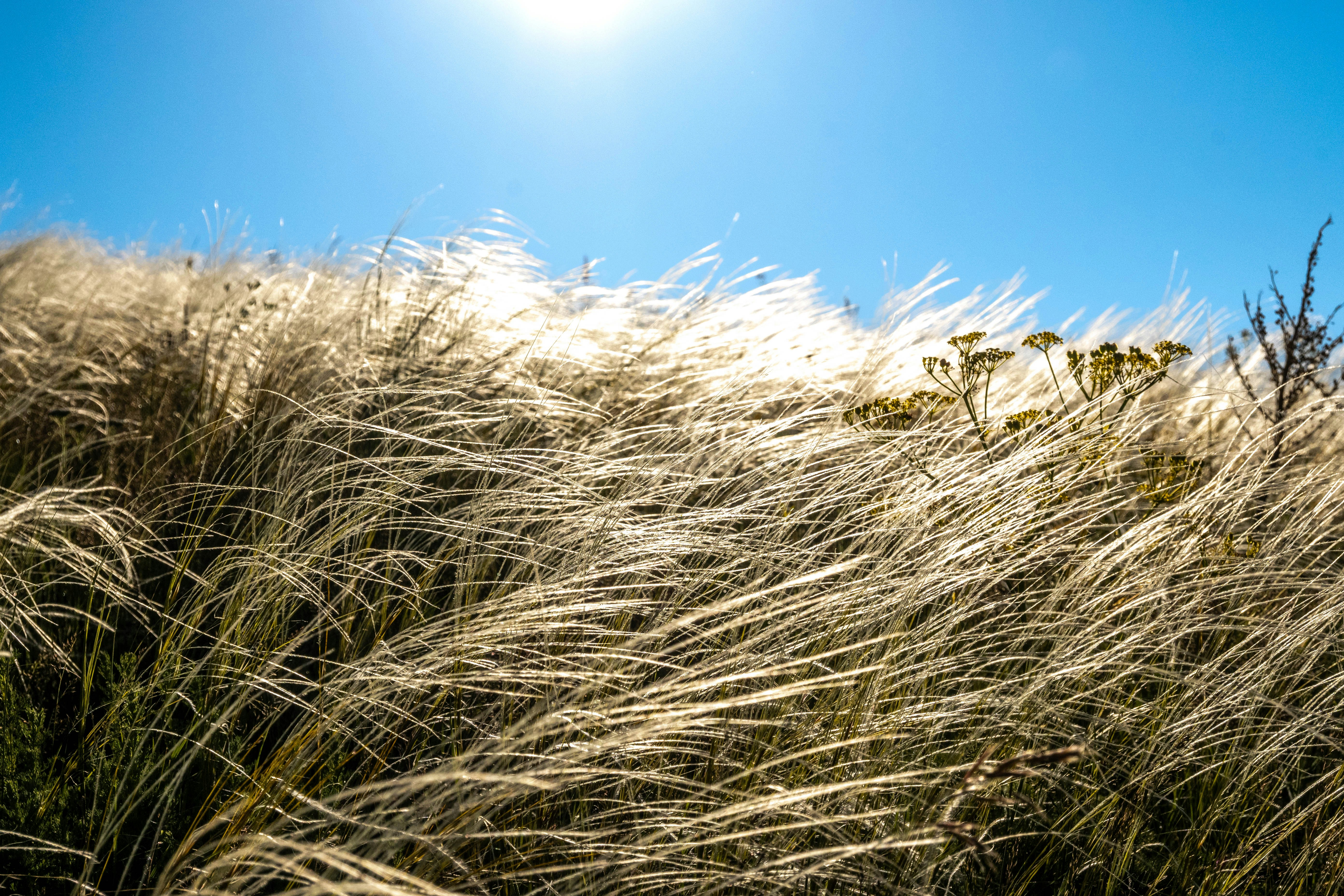 Golden grasses sway gently under the bright sun, capturing the essence of a serene landscape. The scene highlights the delicate interplay of light and nature.