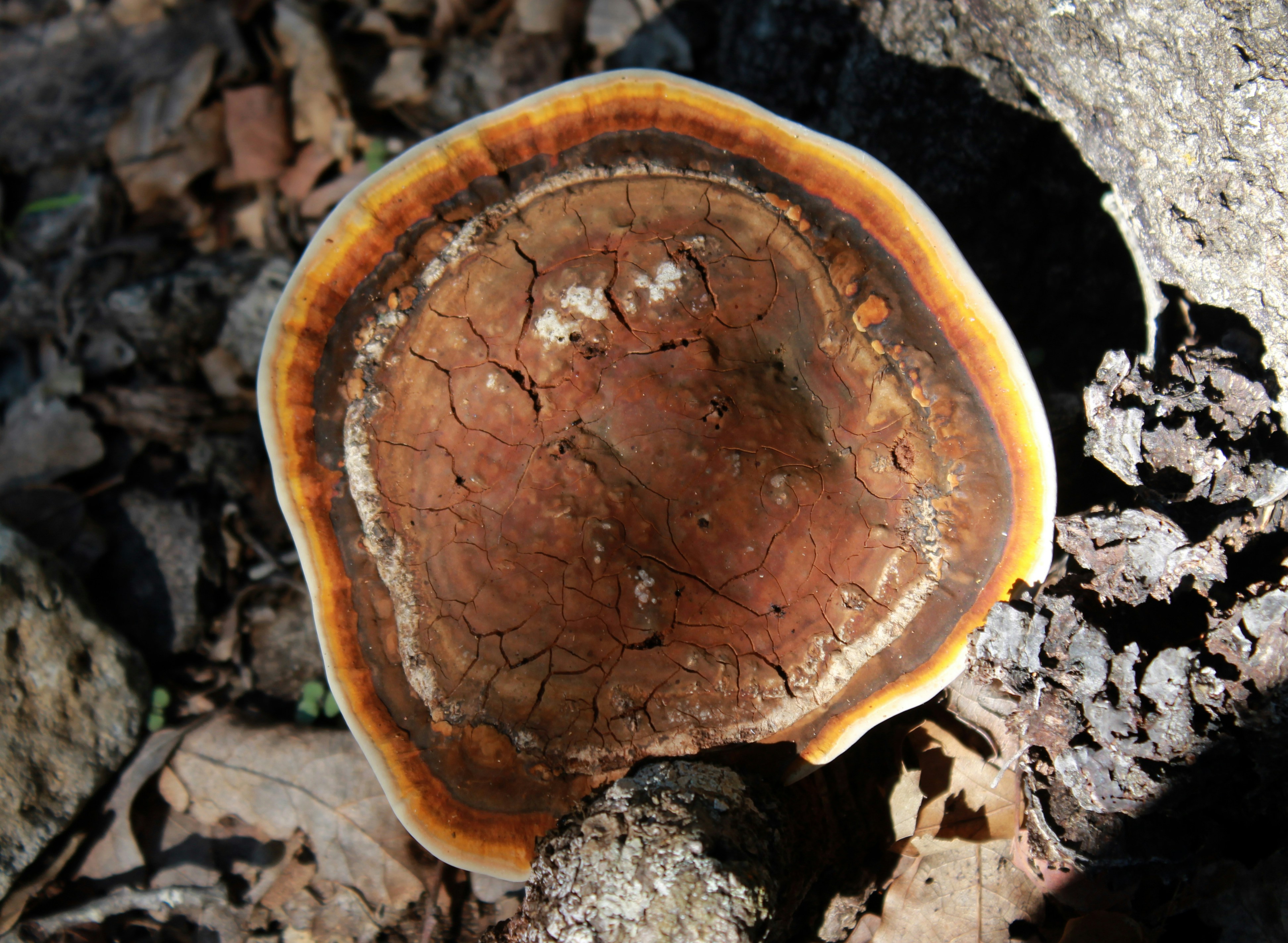 Hard fungi found sitting on the base of a tree.