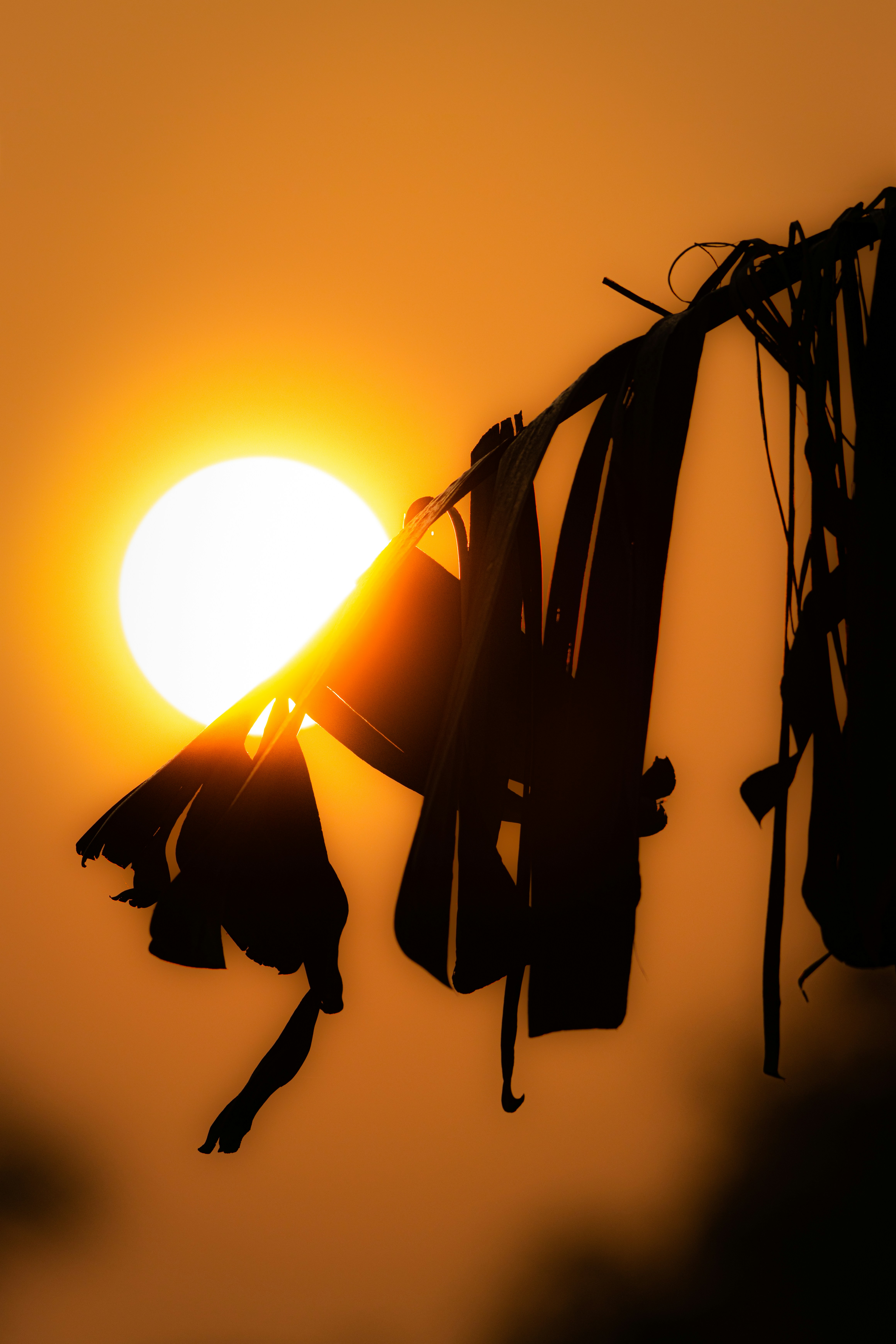 Sunlit Silhouette: Withered Corn Leaves Against a Dusk-Orange Backdrop