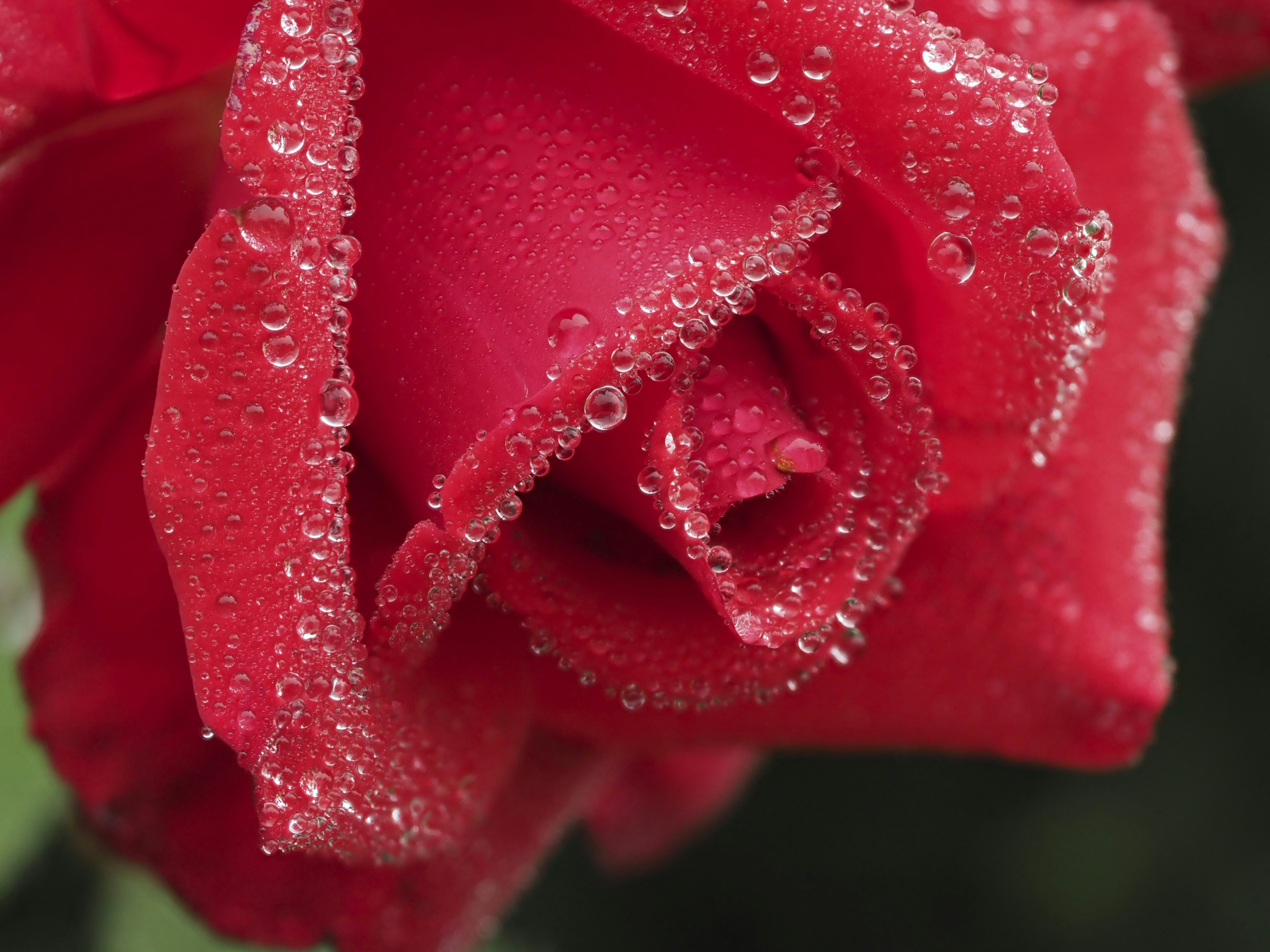 Close-up of a vibrant red rose adorned with glistening droplets of water, highlighting its intricate petals and natural beauty.