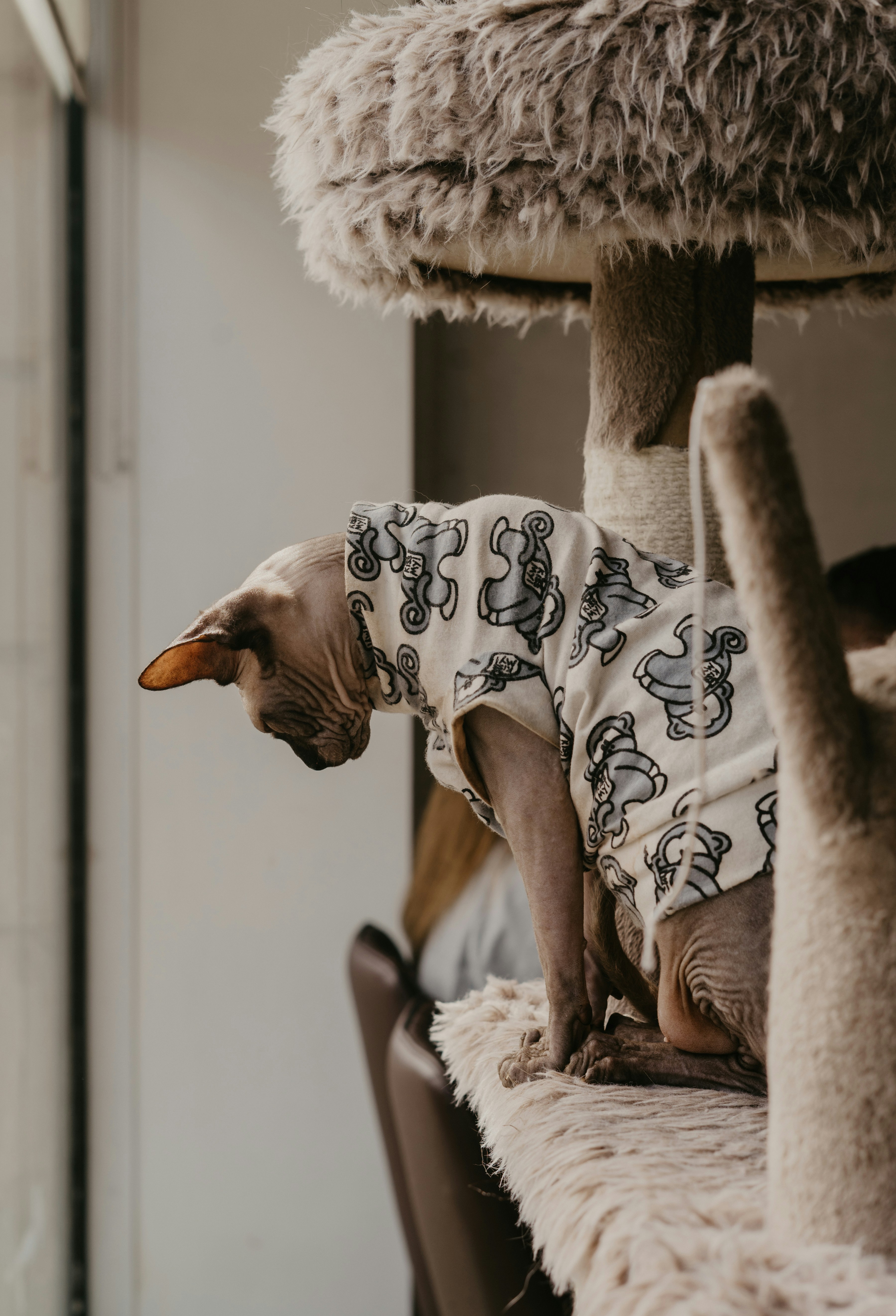a cat lying on a cat tree