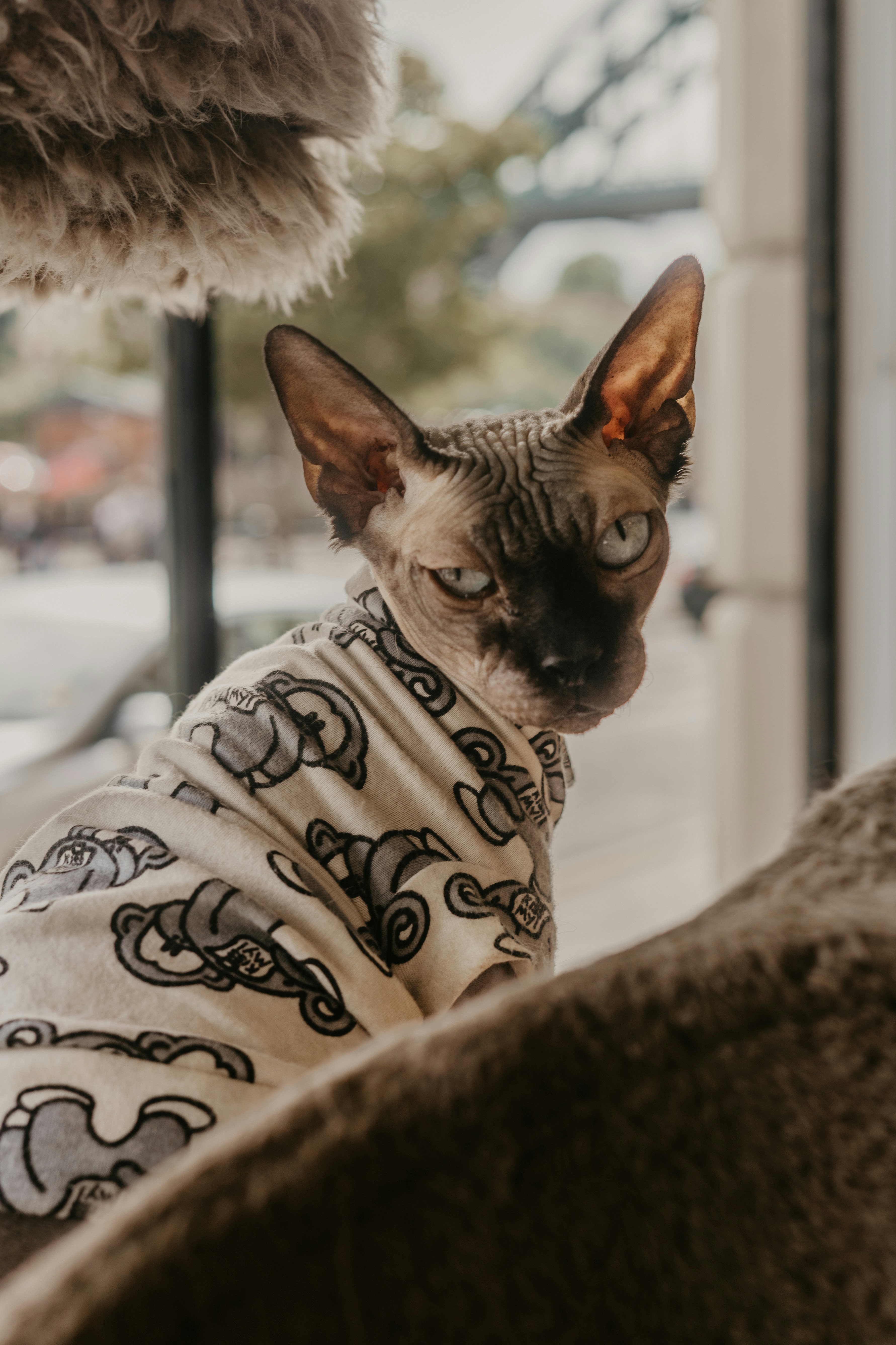 a cat sitting on a chair
