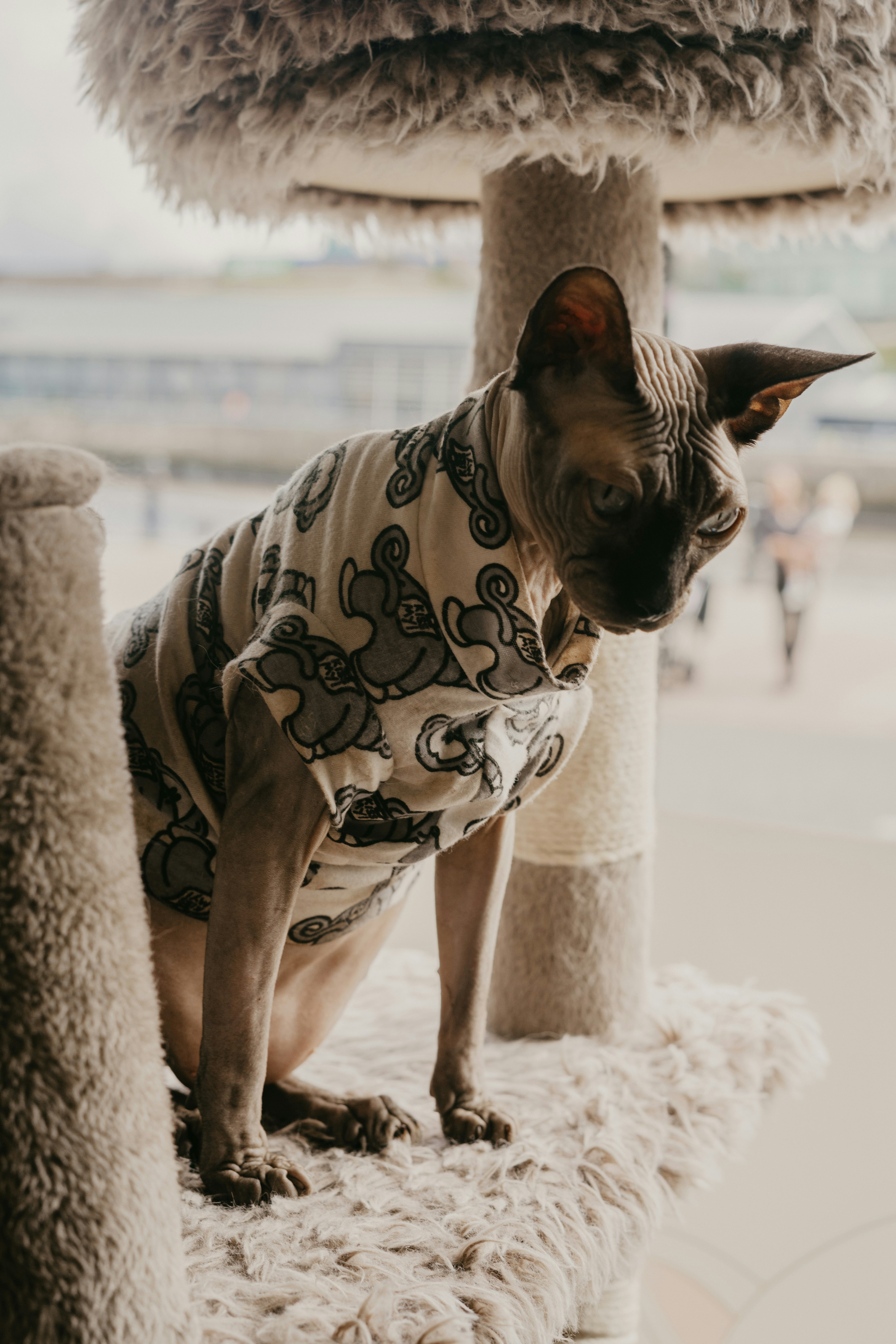a dog wearing a shirt