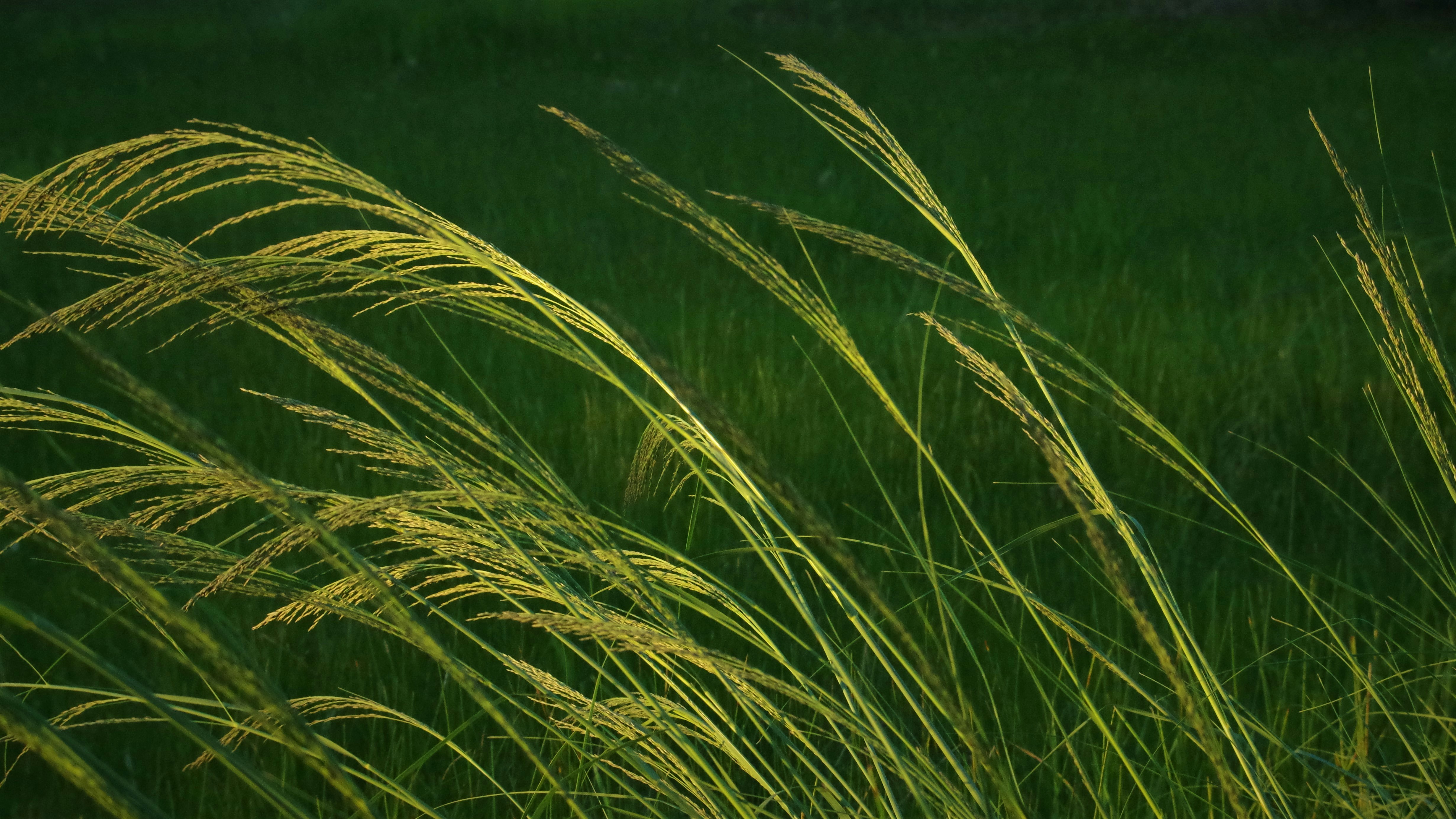 Long grasses catching the evening light

