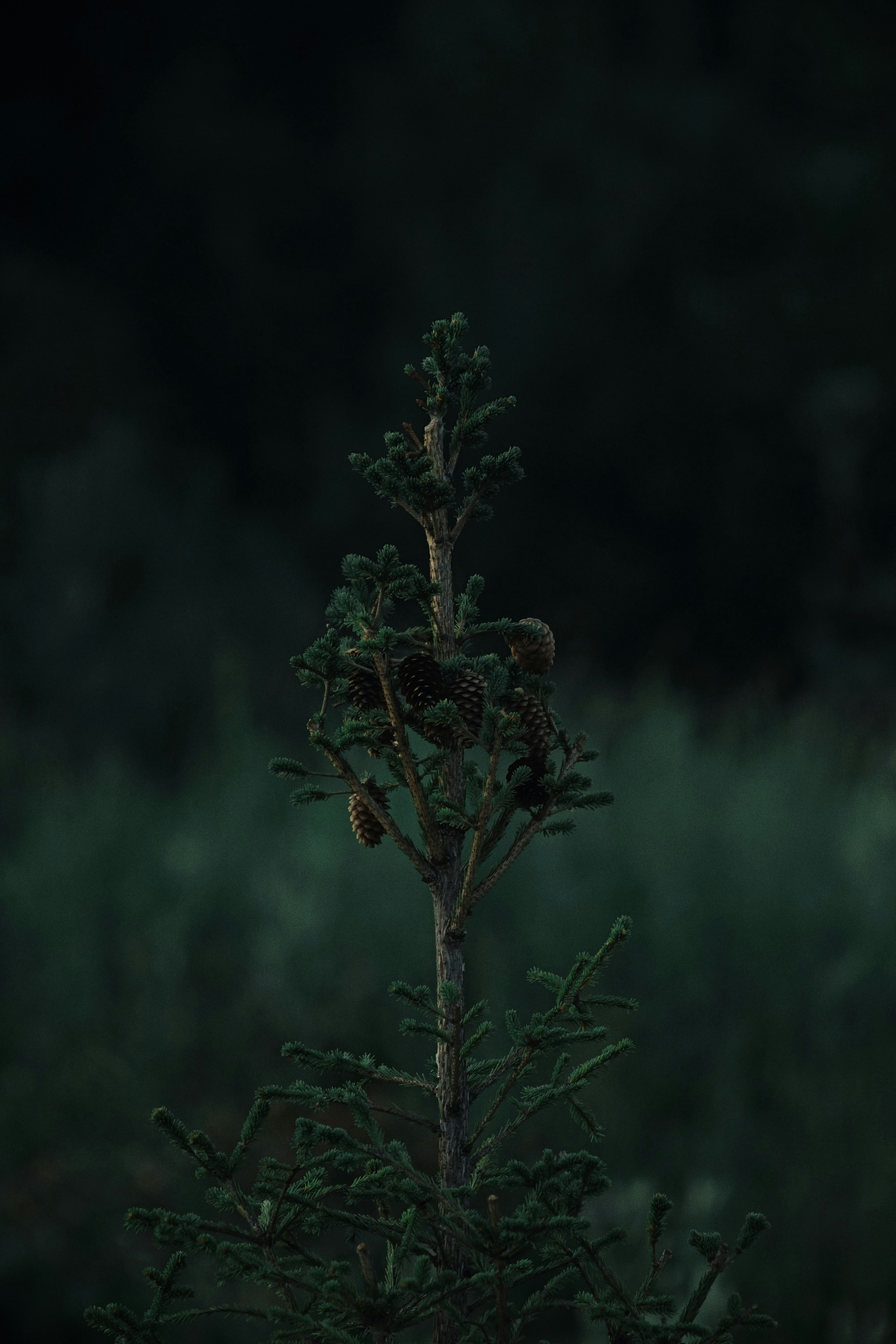 Lone Conifer Sapling Against Velvet Darkness