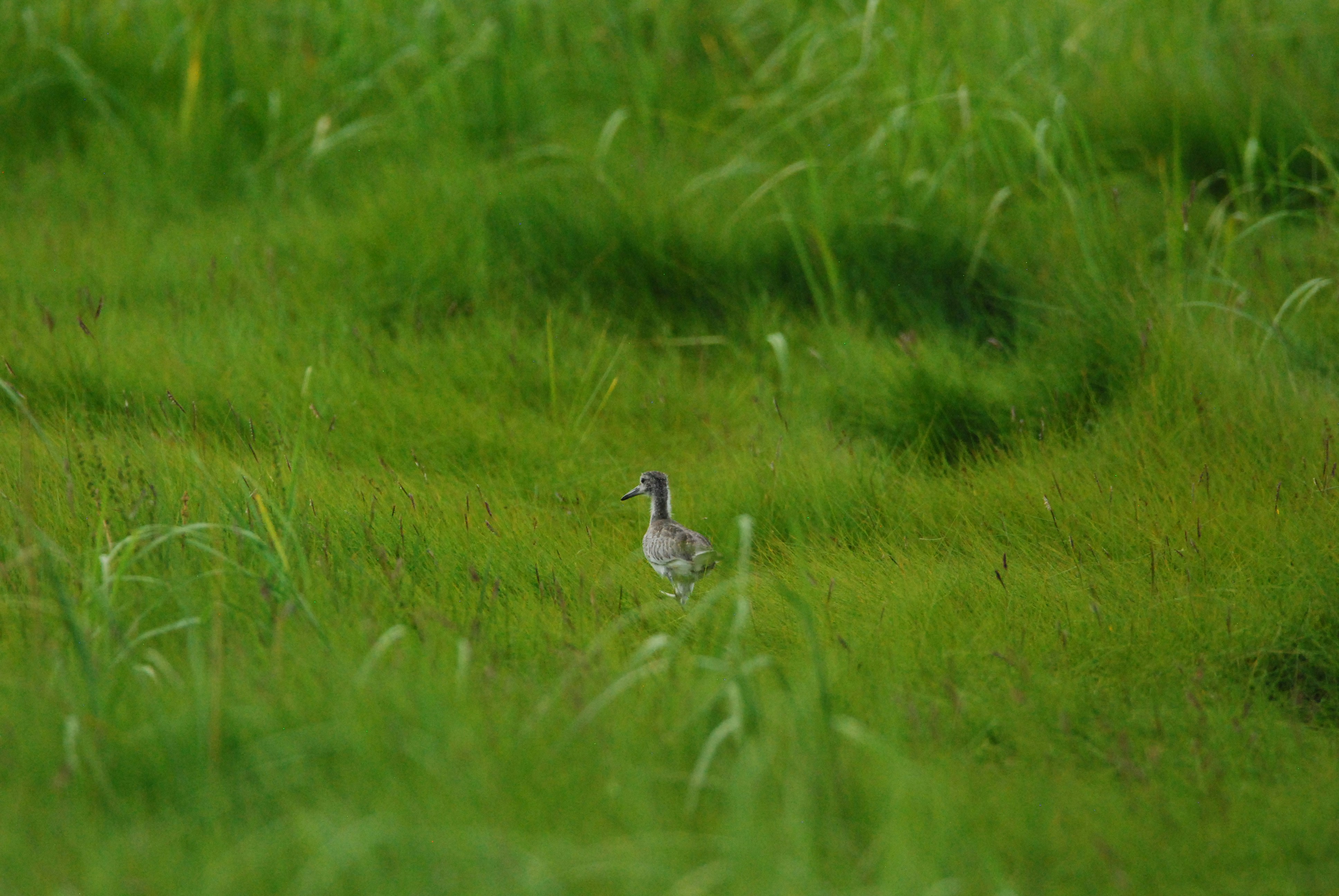 A solitary shorebird stands in a vibrant green field, surrounded by tall grass. The scene captures the essence of nature's tranquility.