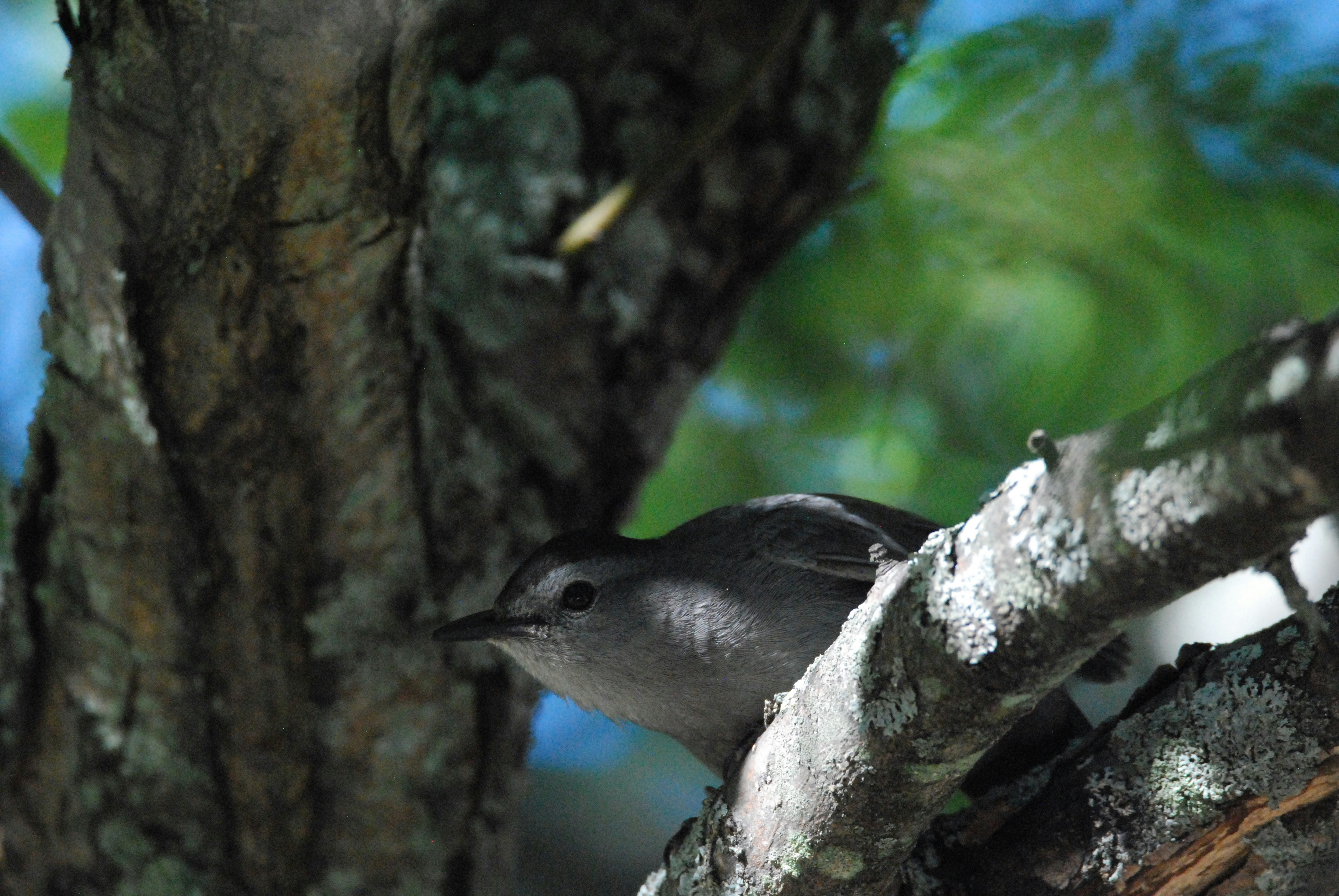 Dark-feathered Thrush Perched on a Lichen-Dusted Branch