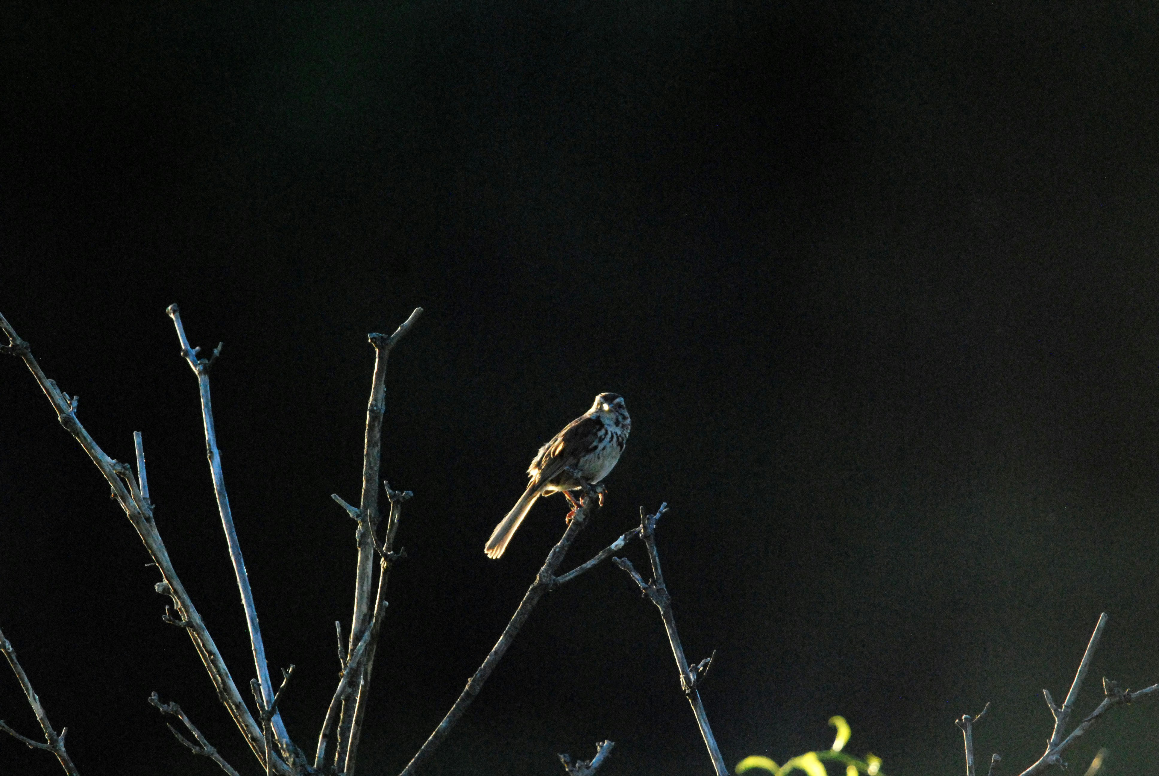 Whispering Sparrow on a Bare Twig Under Velvet Darkness