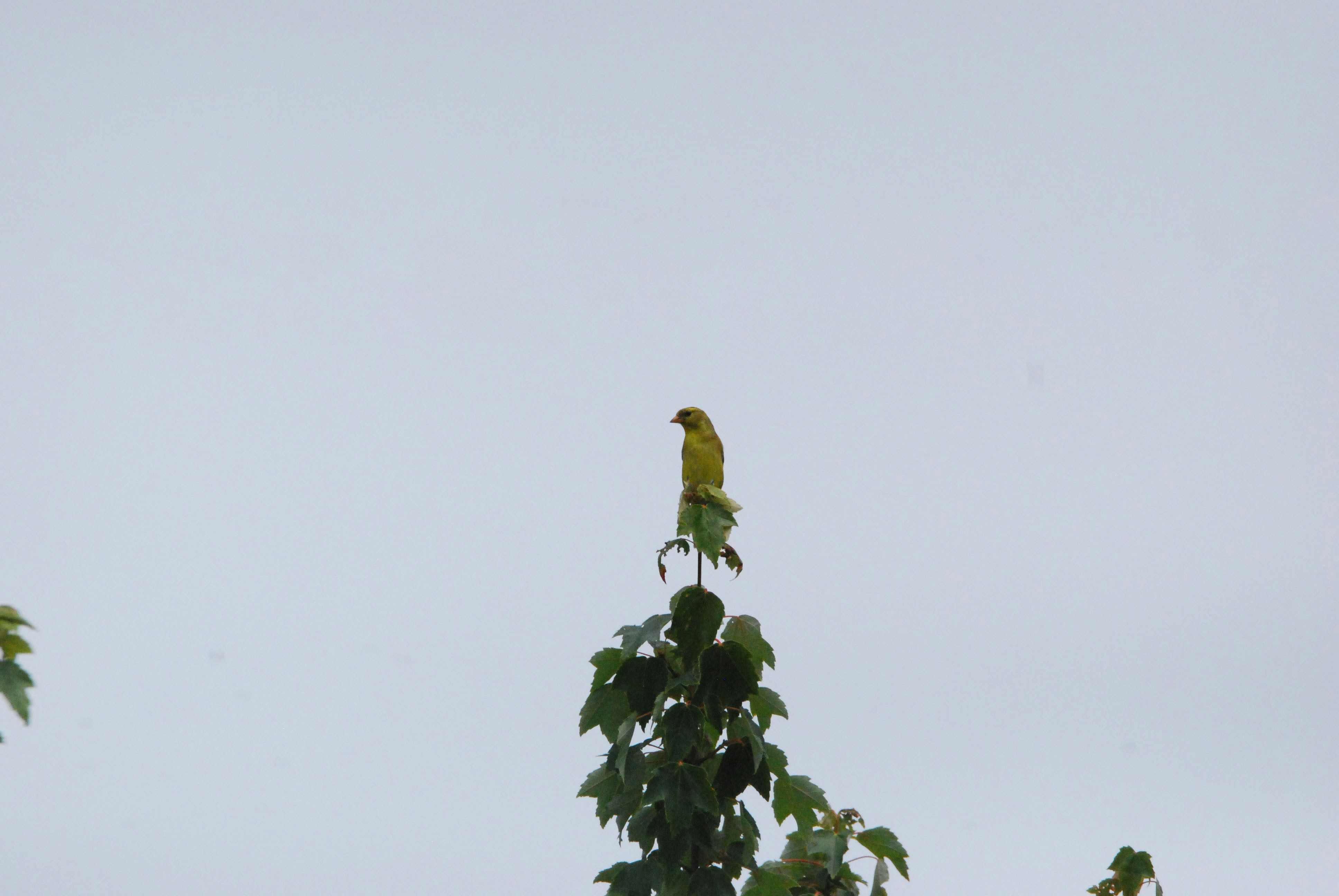 Crown of Green: A Yellow Bird Perched atop a Leafy Spire