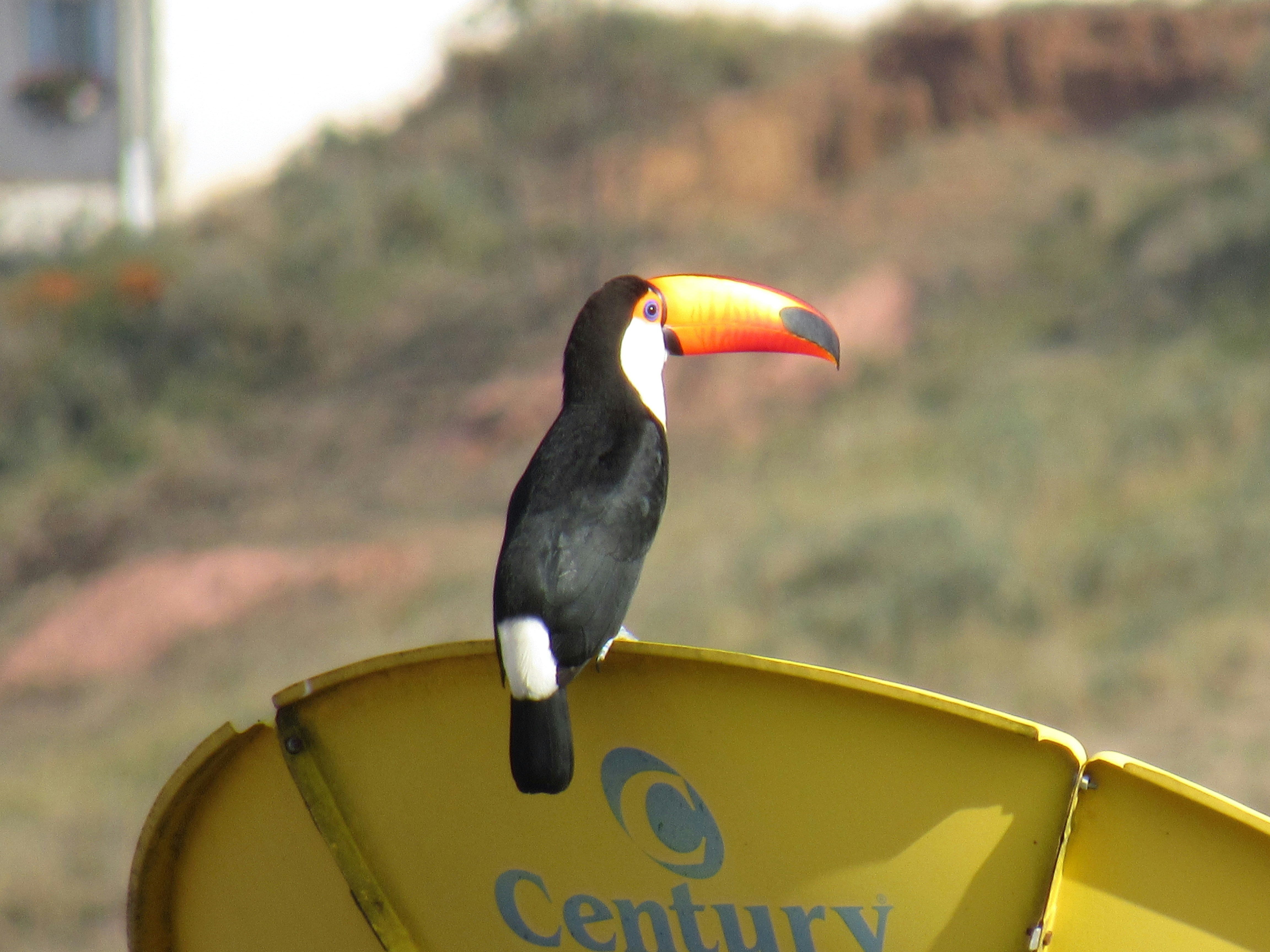 A toucan with a vibrant orange beak perched on a yellow surface against a blurred natural backdrop.