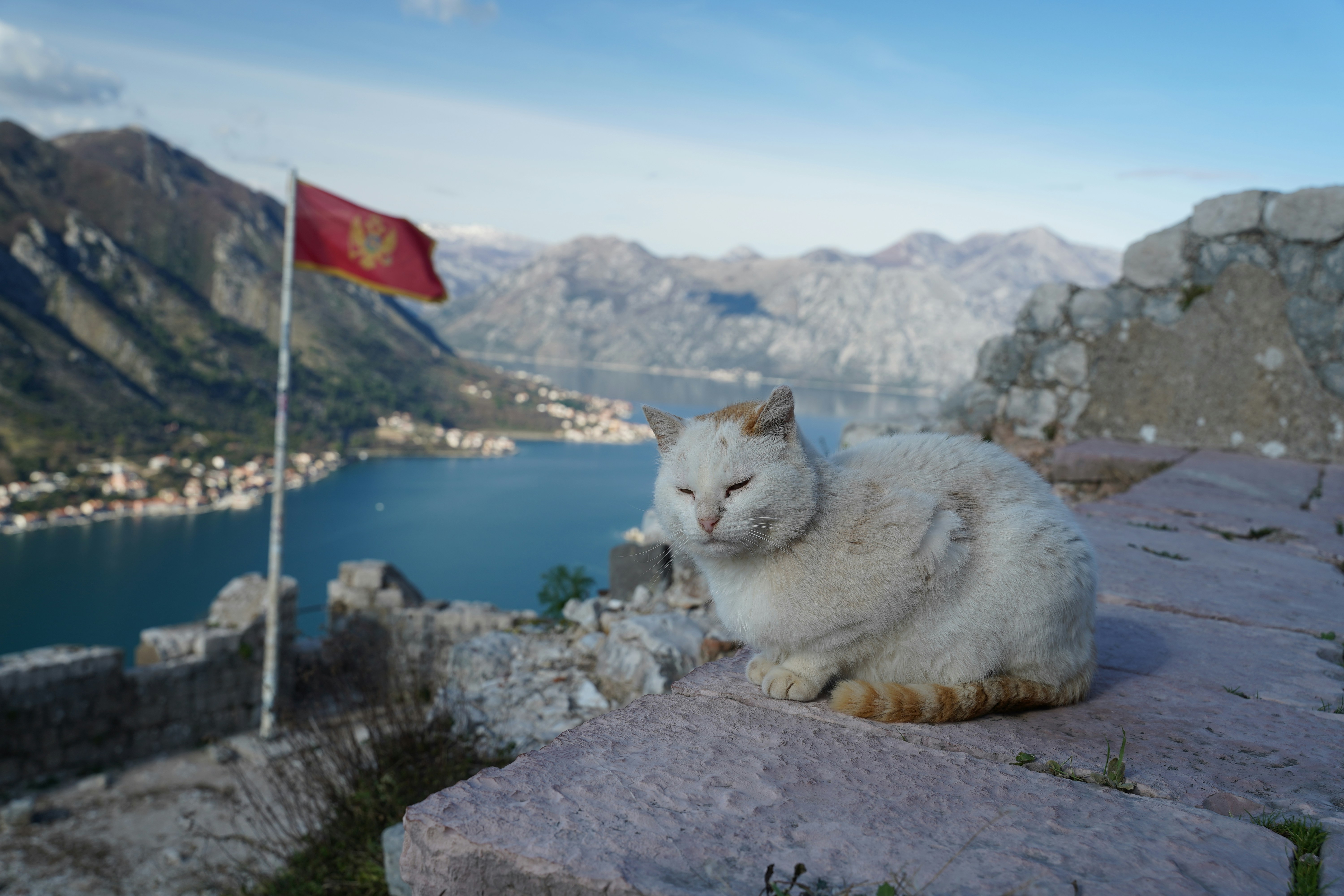Serene Companion Overlooking Kotor Bay