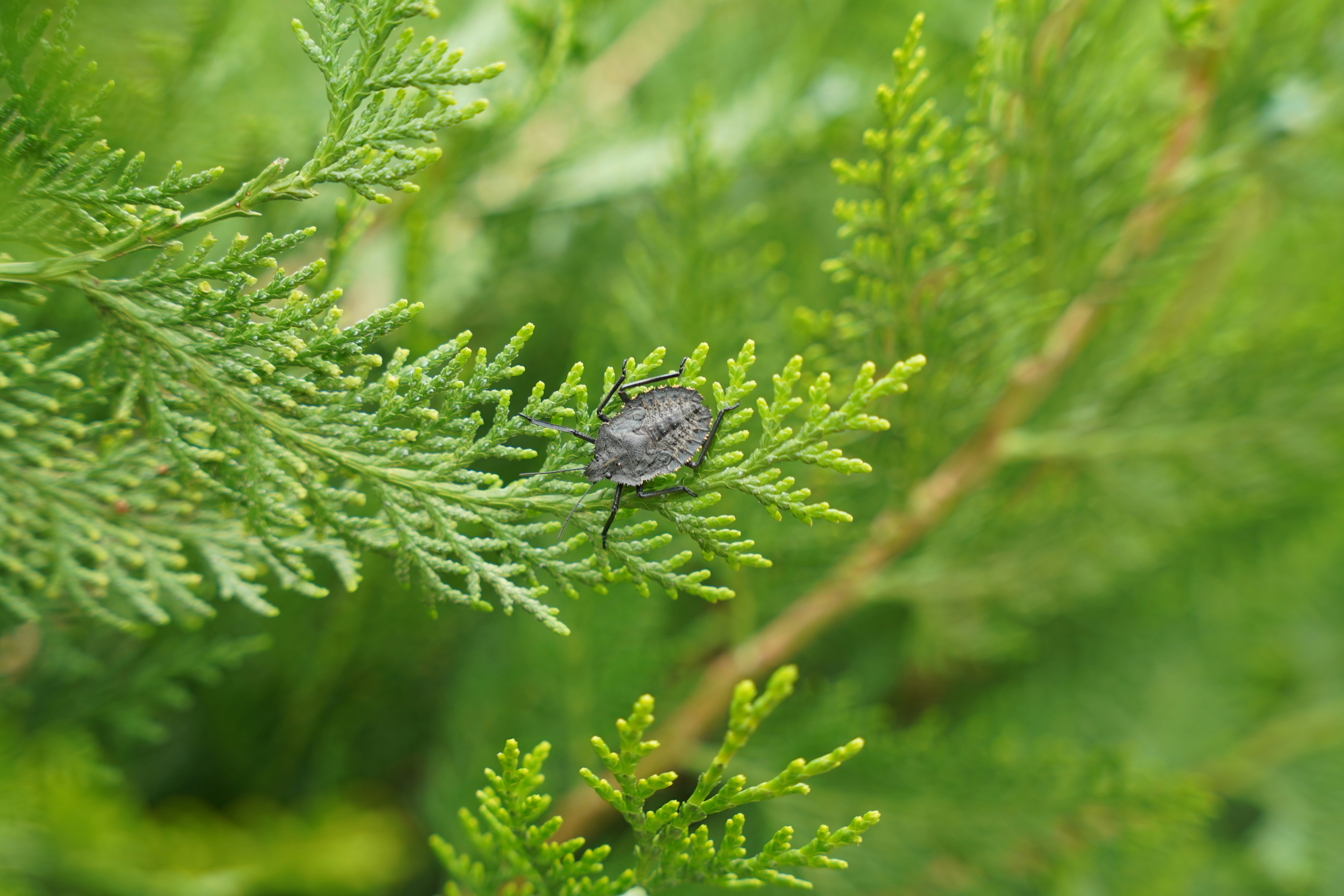 A small insect on a branch photo – Free Tbilisi Image on Unsplash