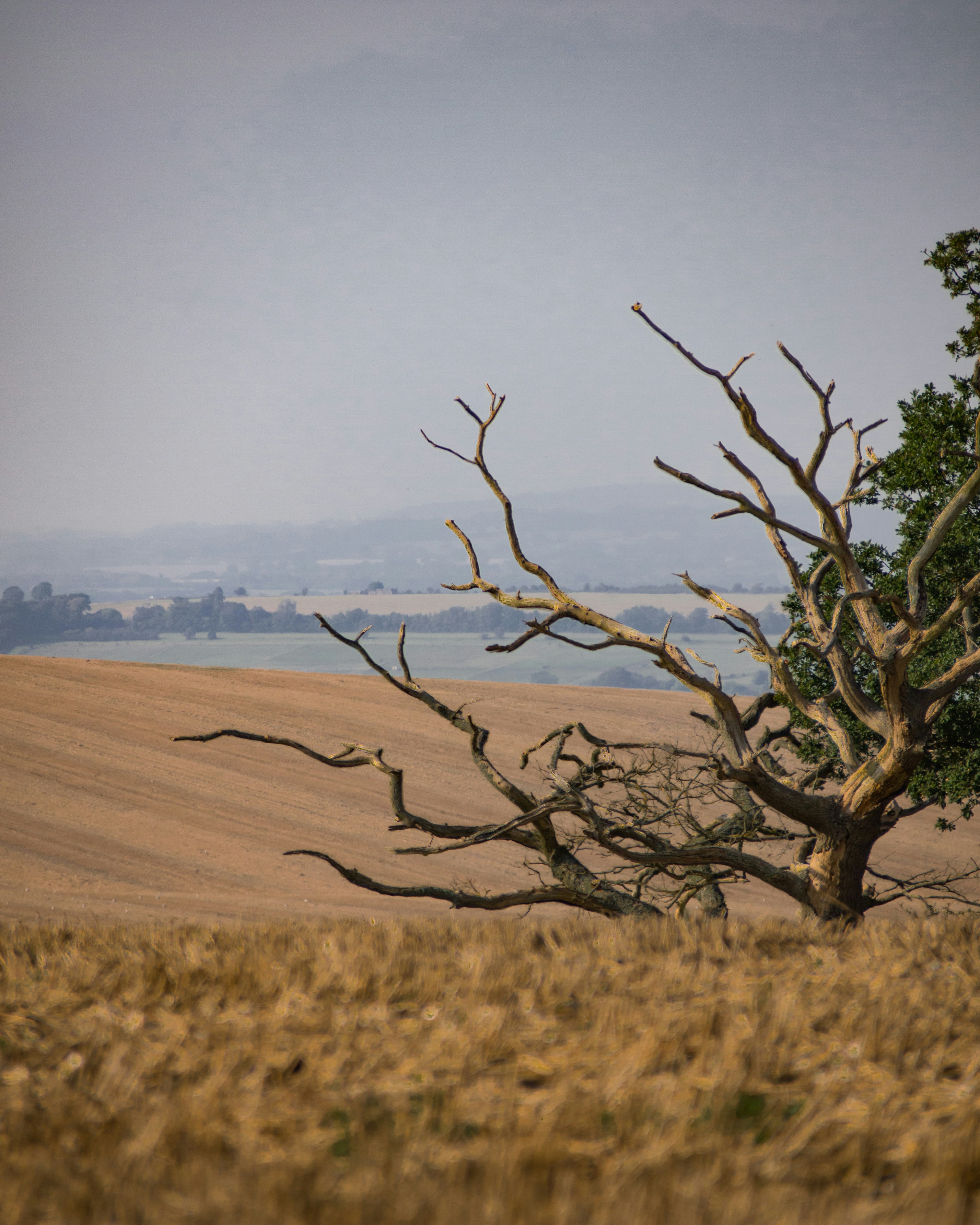 A gnarled tree stands alone against rolling fields under a hazy sky, embodying resilience in a tranquil landscape.