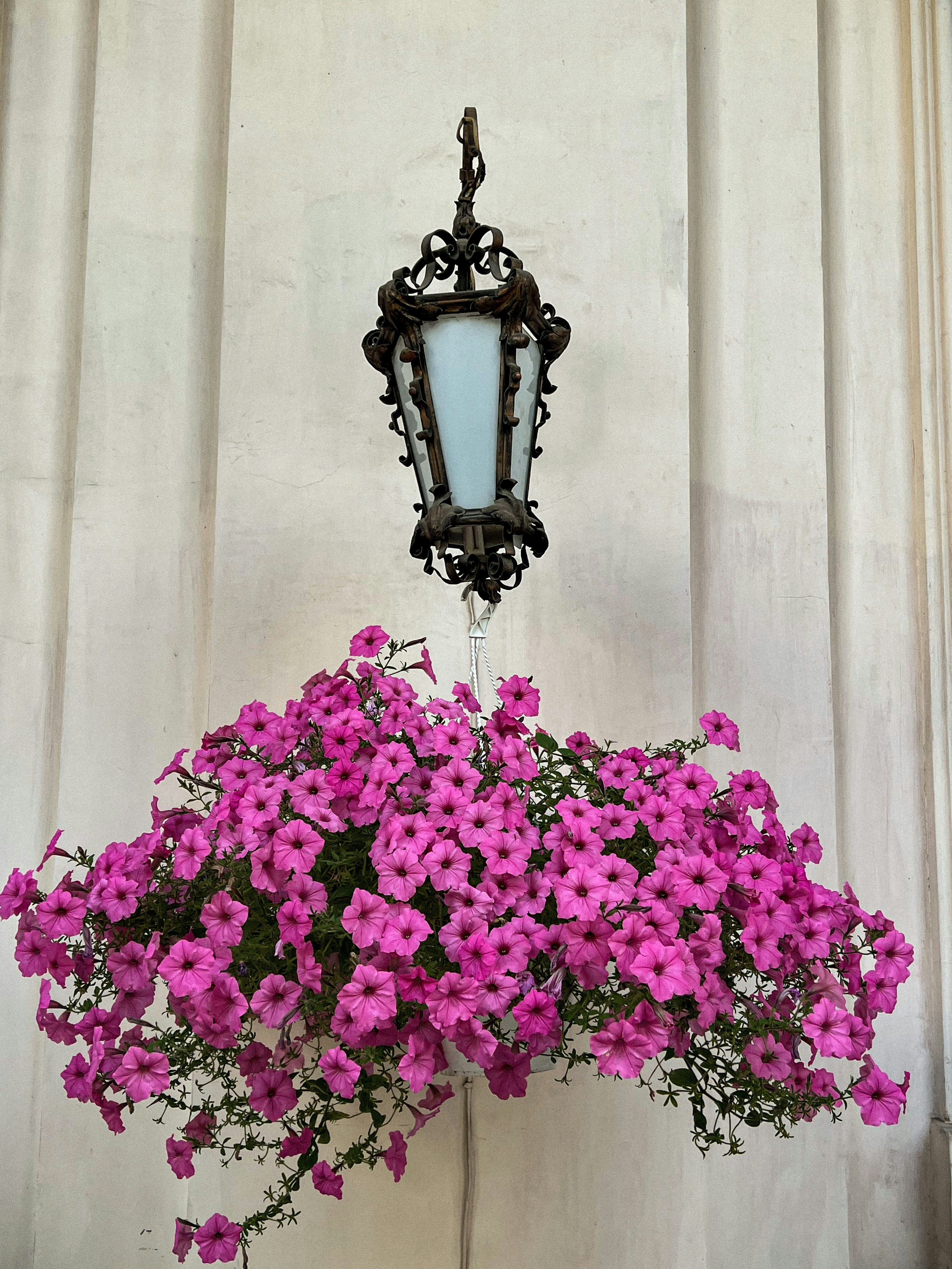Lanterned Petunias: A Magenta Cascade Beneath Ironwork