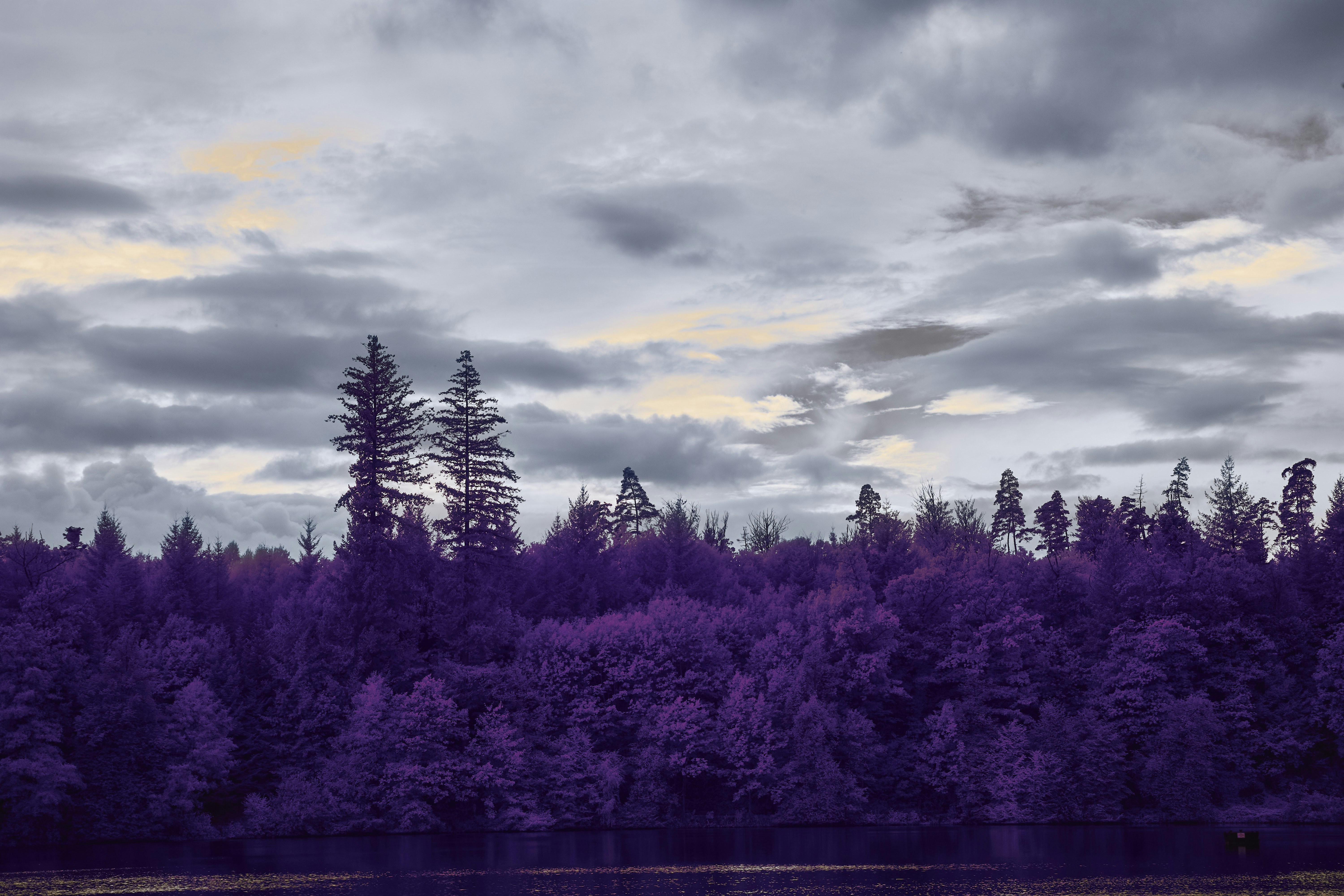 a group of trees with purple flowersWolfgang Hasselmann