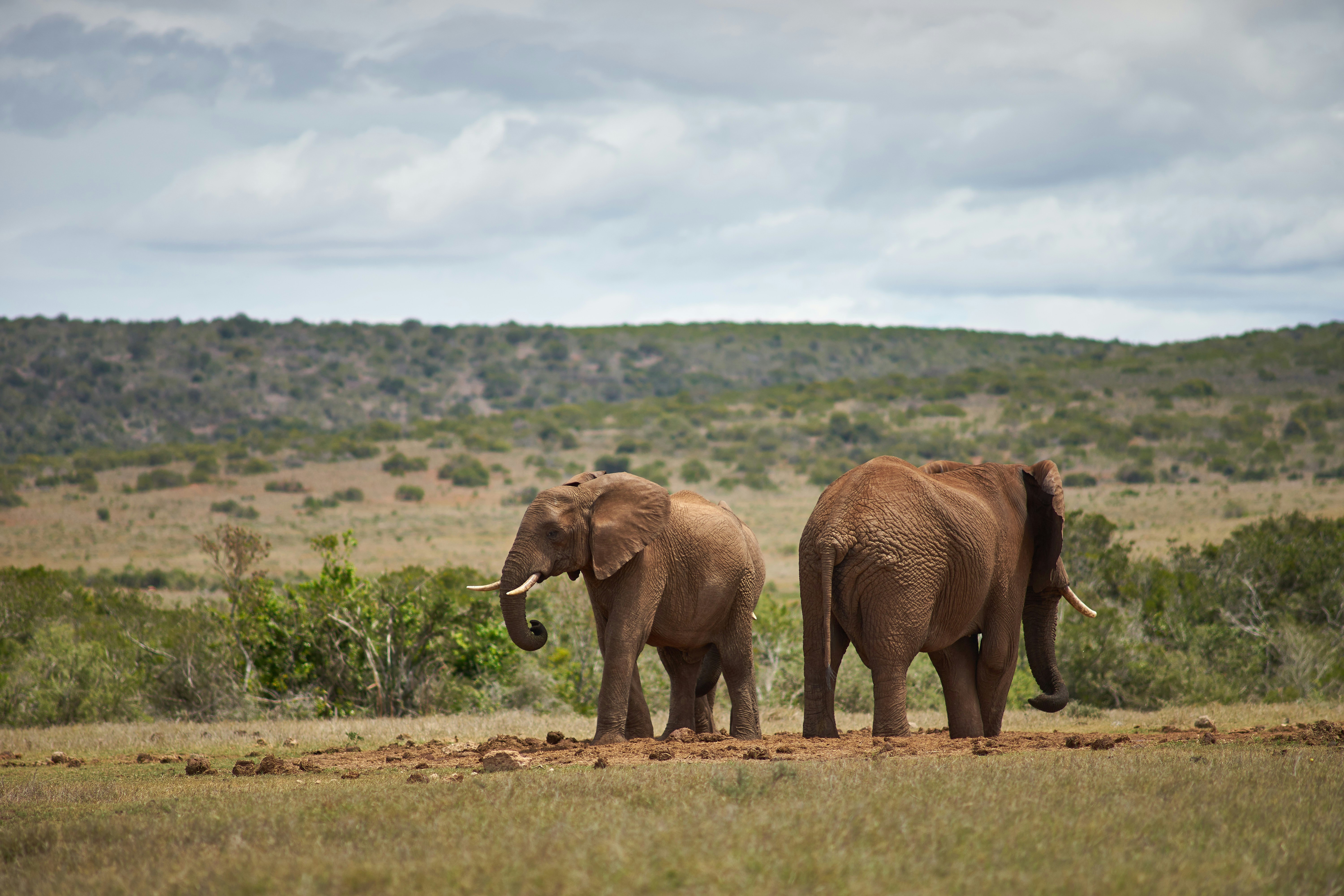Elephants walking in the wild photo – Free Grey Image on Unsplash
