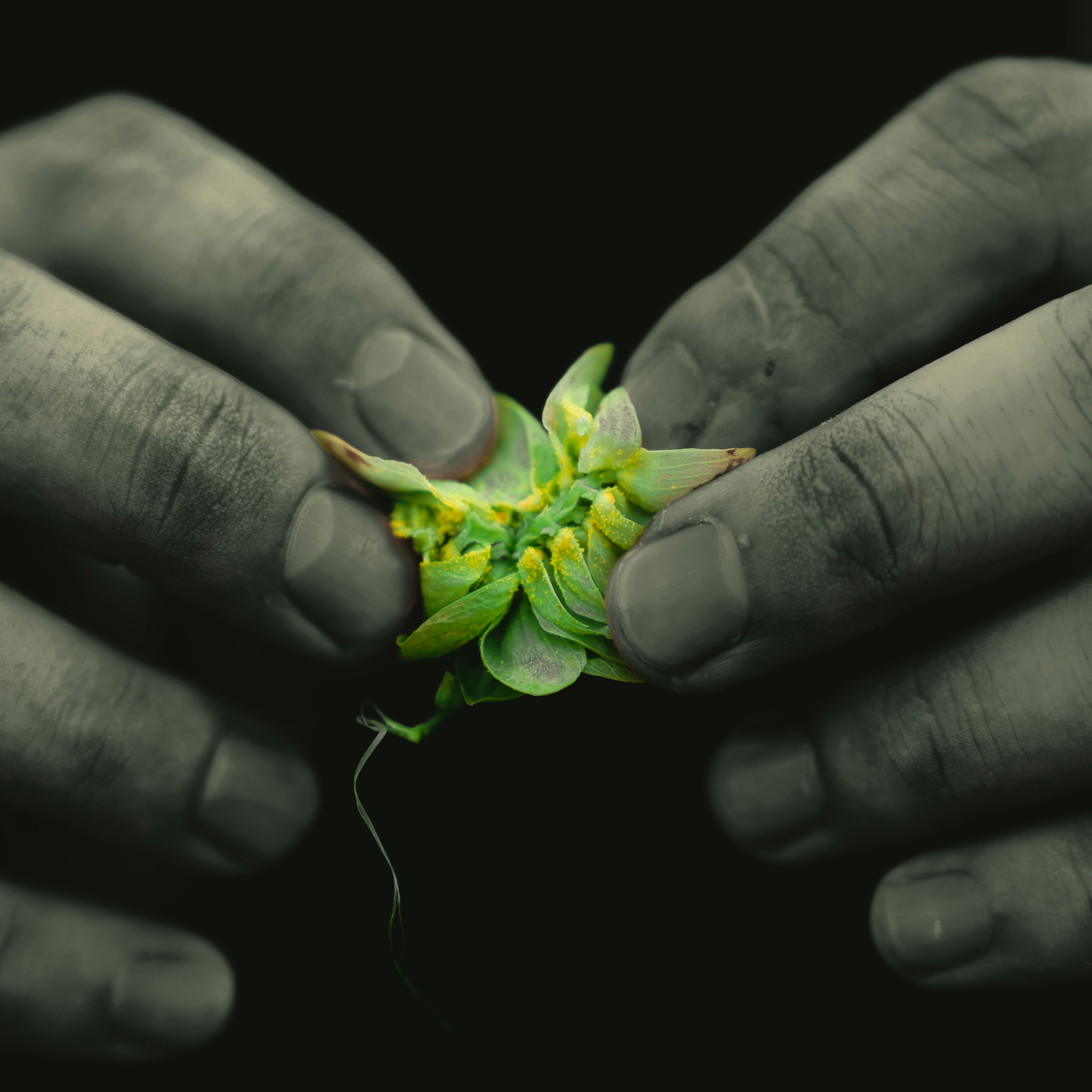 Seedling Between Fingers: a Tiny Green Moment in a Black Frame