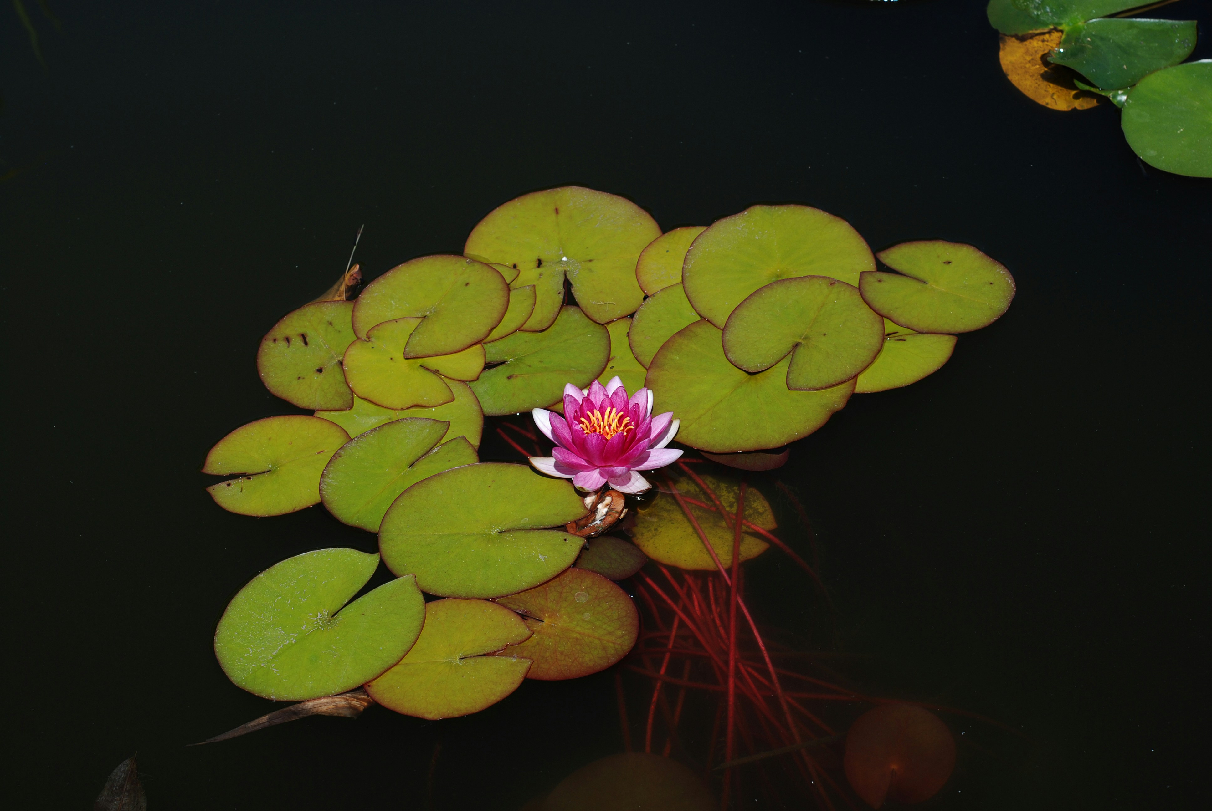 A vibrant pink water lily blossoms among lush green lily pads on a still dark pond.