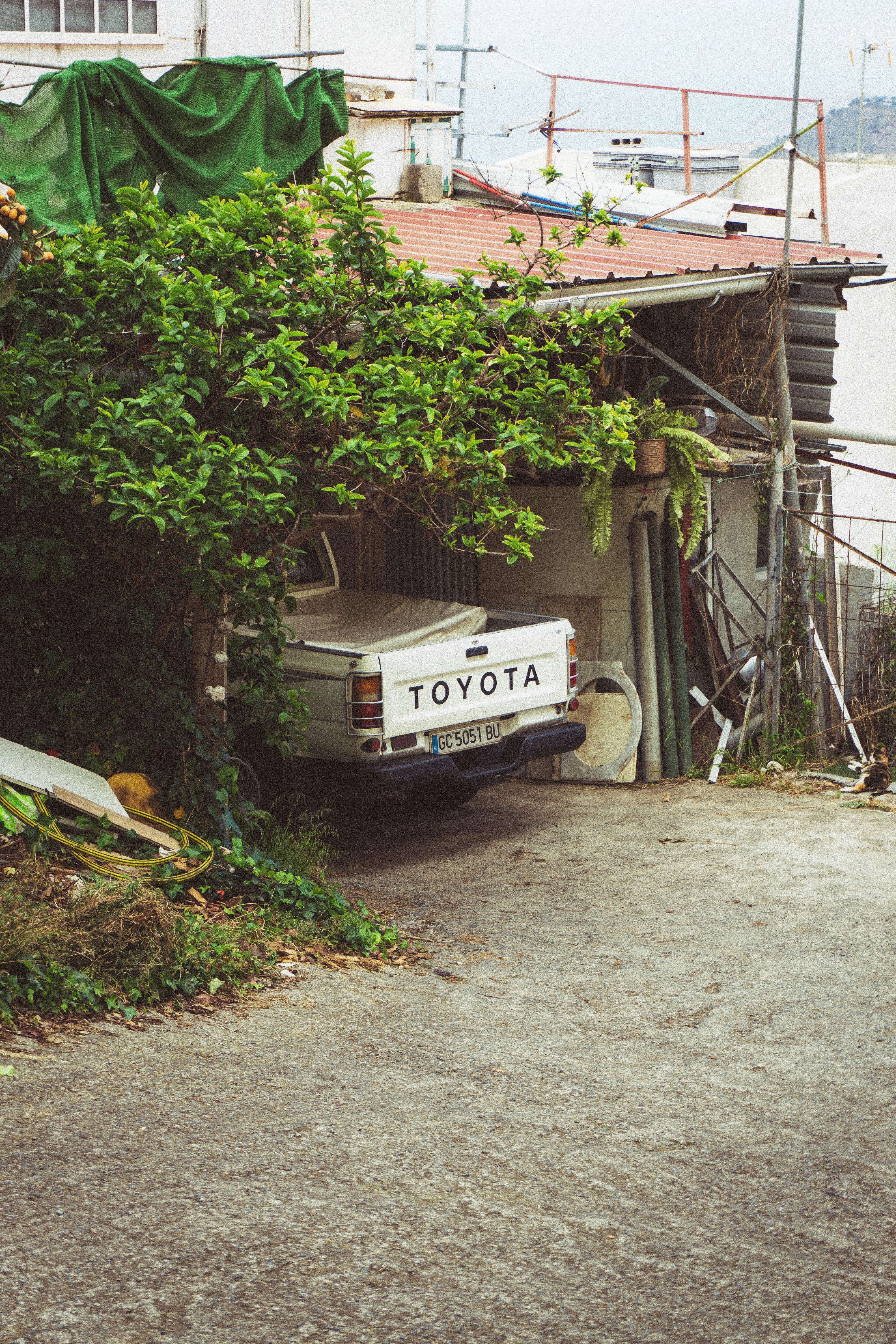 Green Veil Over a Quiet Toyota: A Vintage Pickup in a Cluttered Courtyard