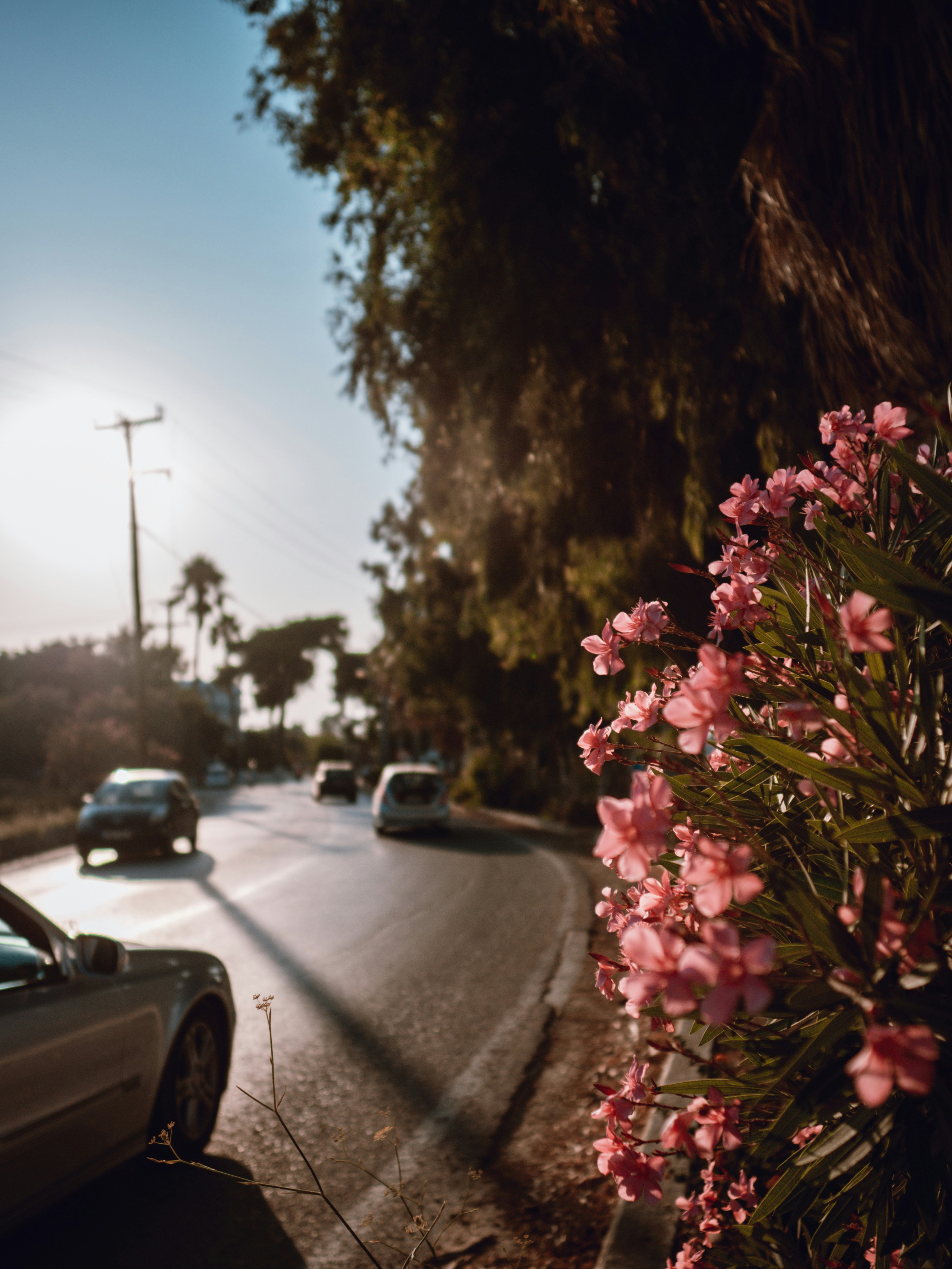 Pink blooms by the roadside on a sunlit urban lane