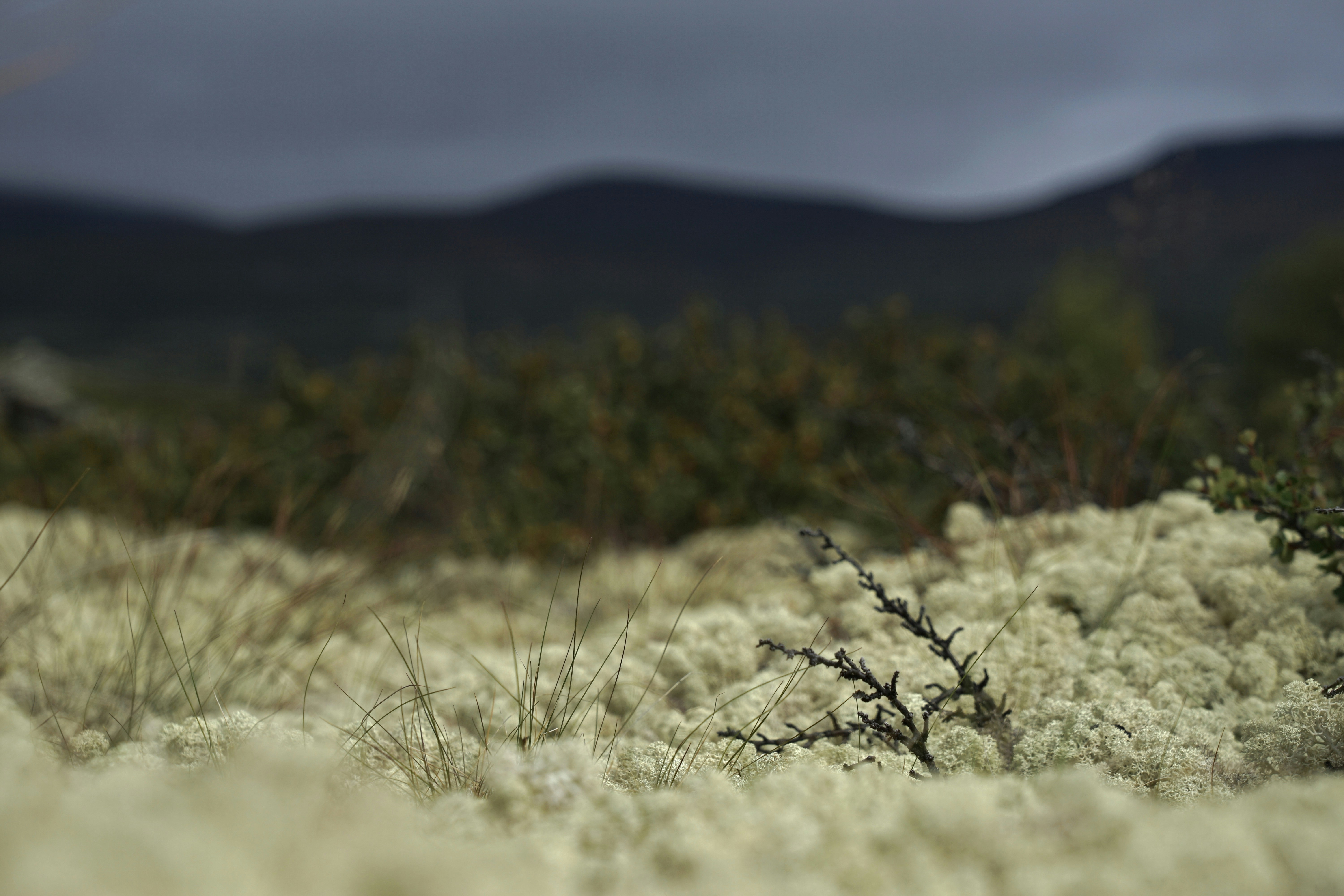 Close-up of soft, moss-like vegetation in a natural landscape, with distant mountains shrouded in moody clouds. The scene evokes a sense of tranquility and connection to nature.