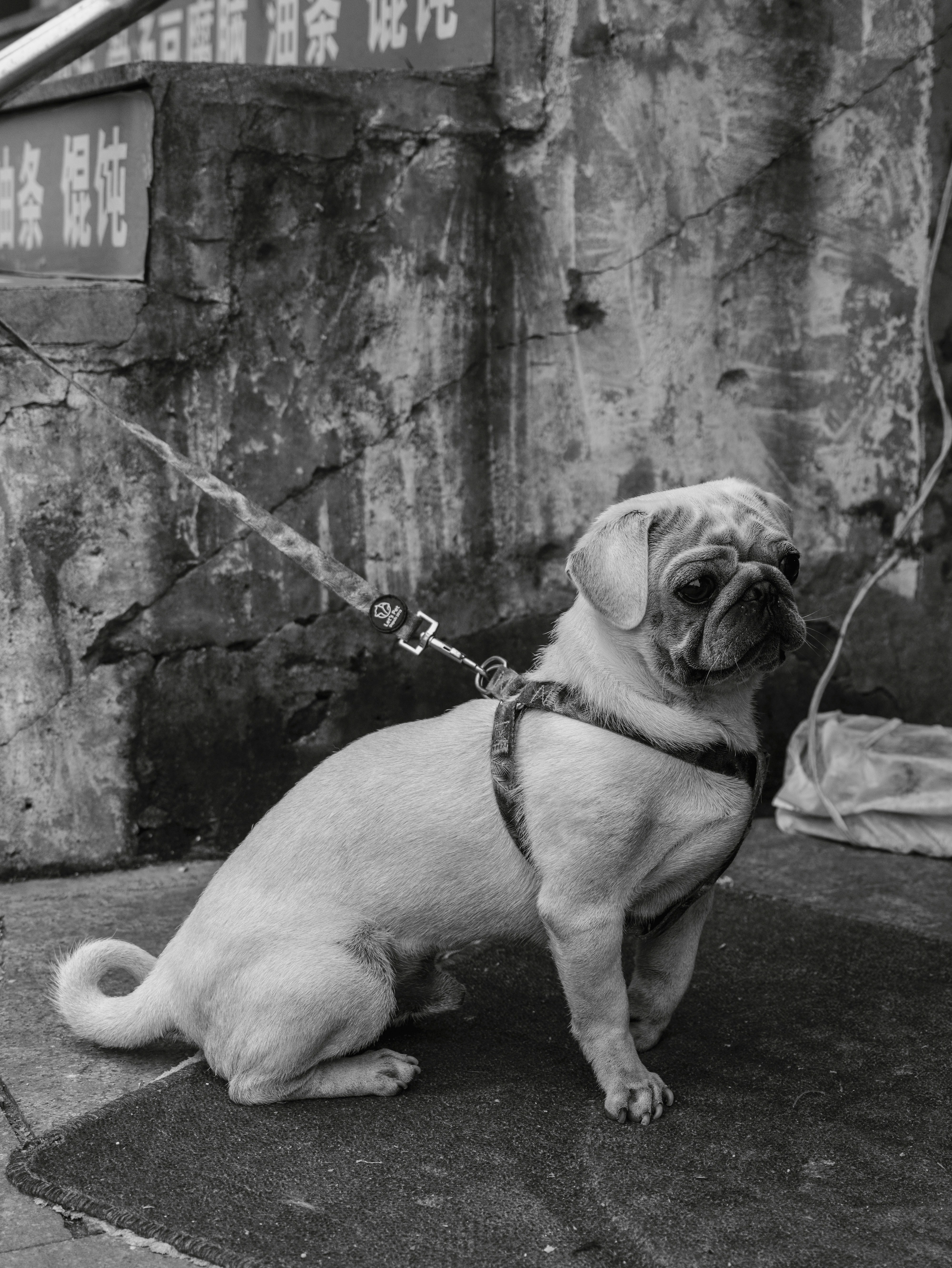 Monochrome Vigil: A pug on a tether before a weathered city wall