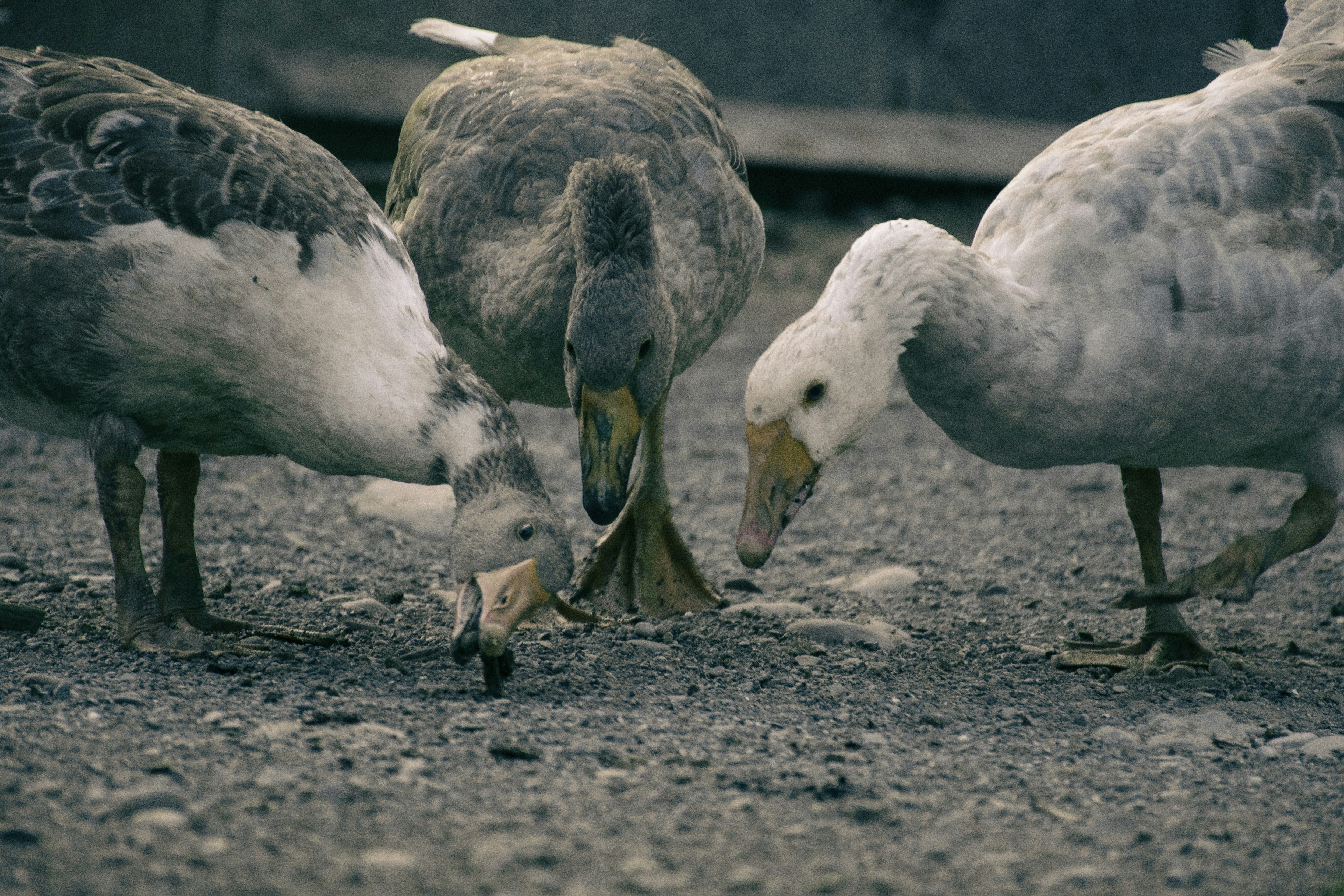 A group of birds eating photo – Free Animal Image on Unsplash