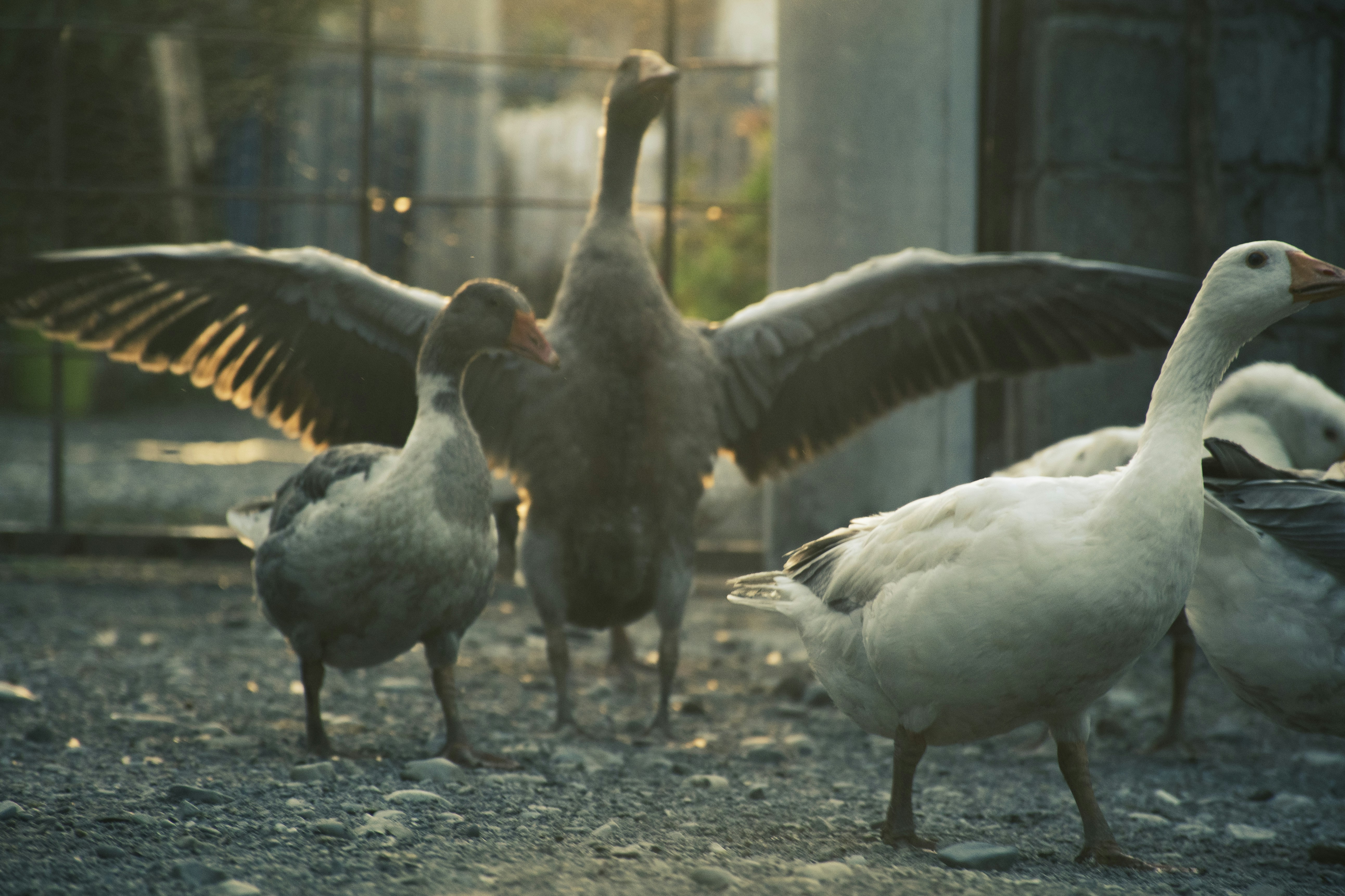 Dusk Assembly: Three Geese Pause in a Gravel Courtyard