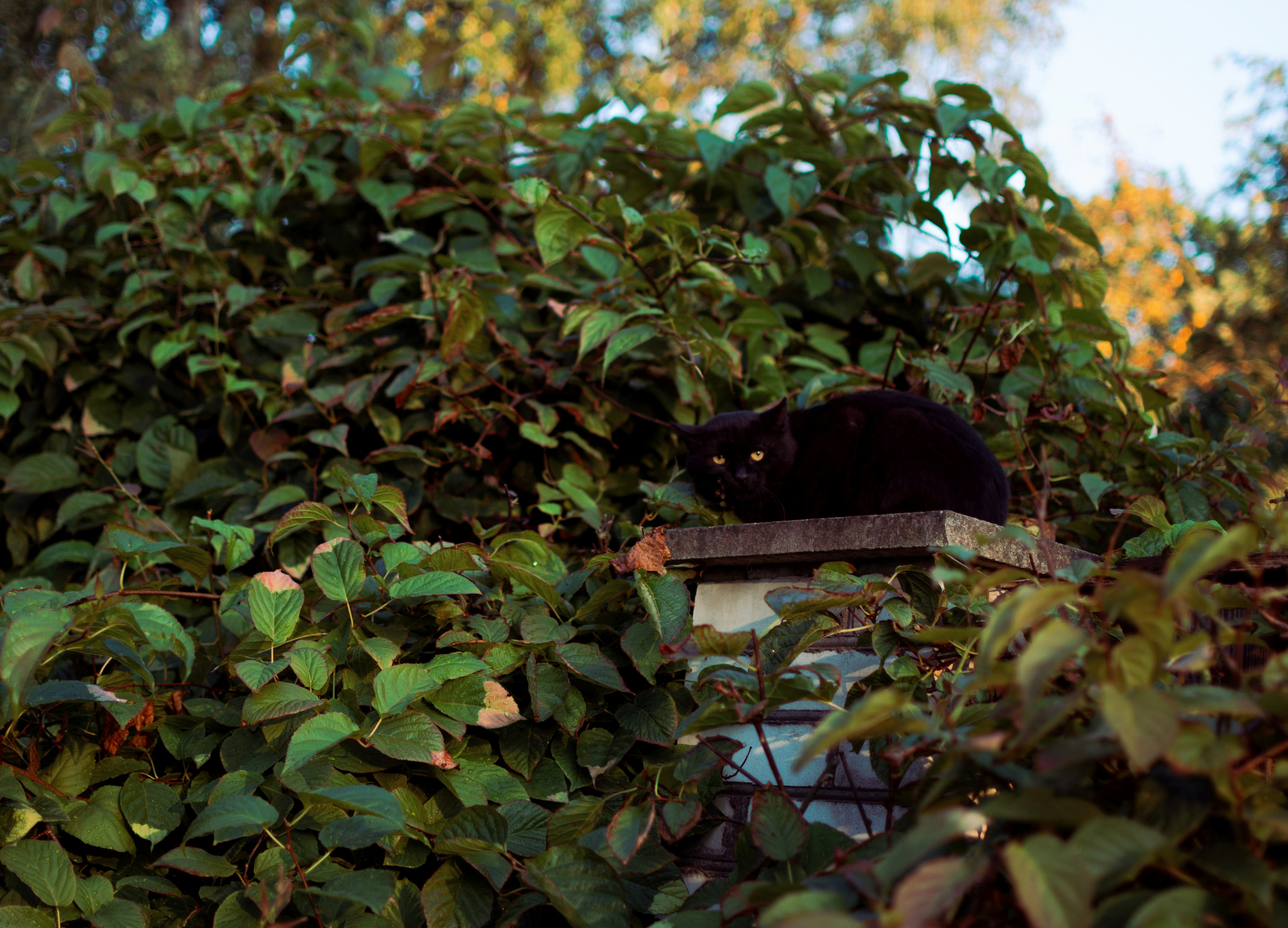 Shadowed Feline in the Ivy: a black cat peering through a sunlit hedge