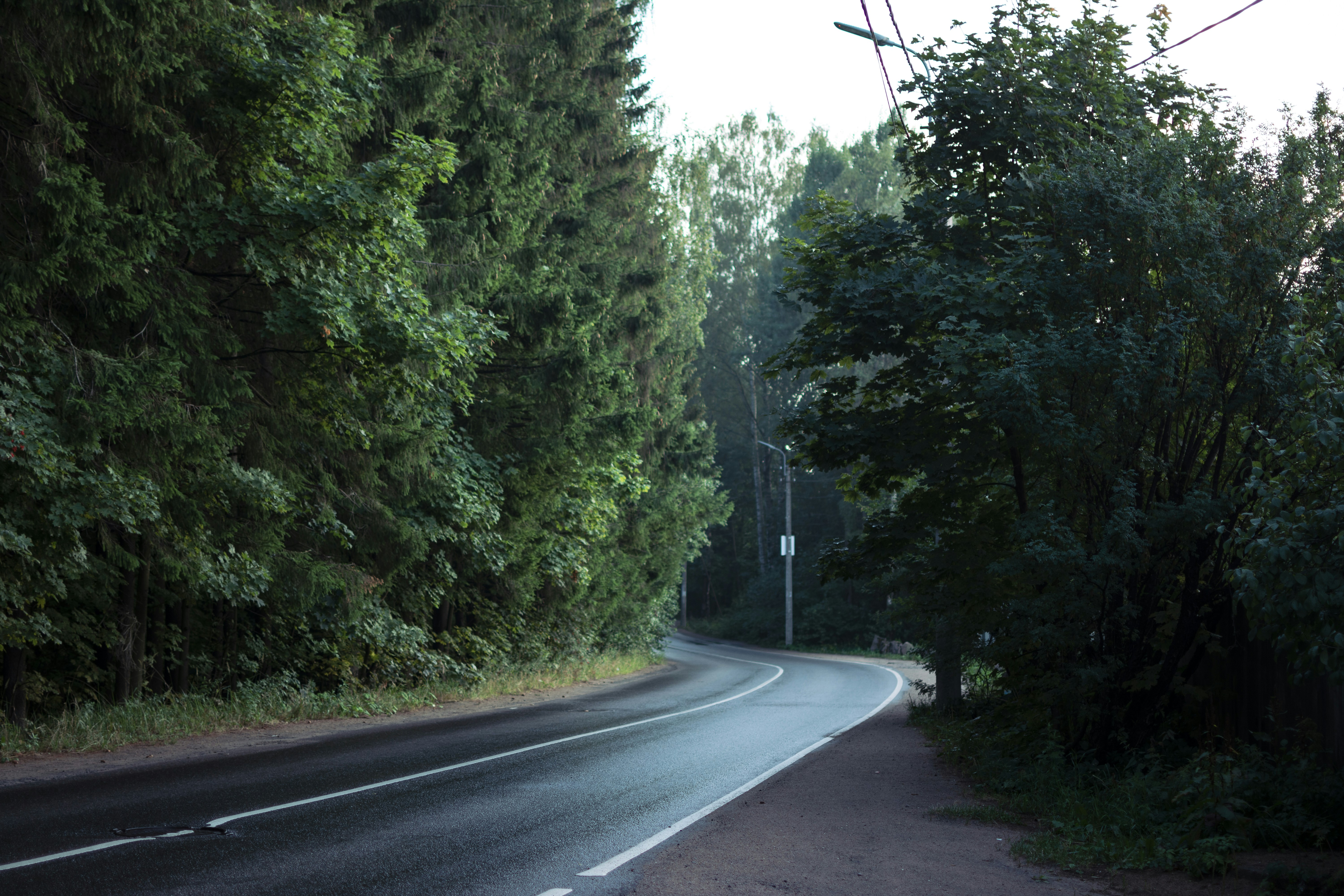 a road with trees on the side