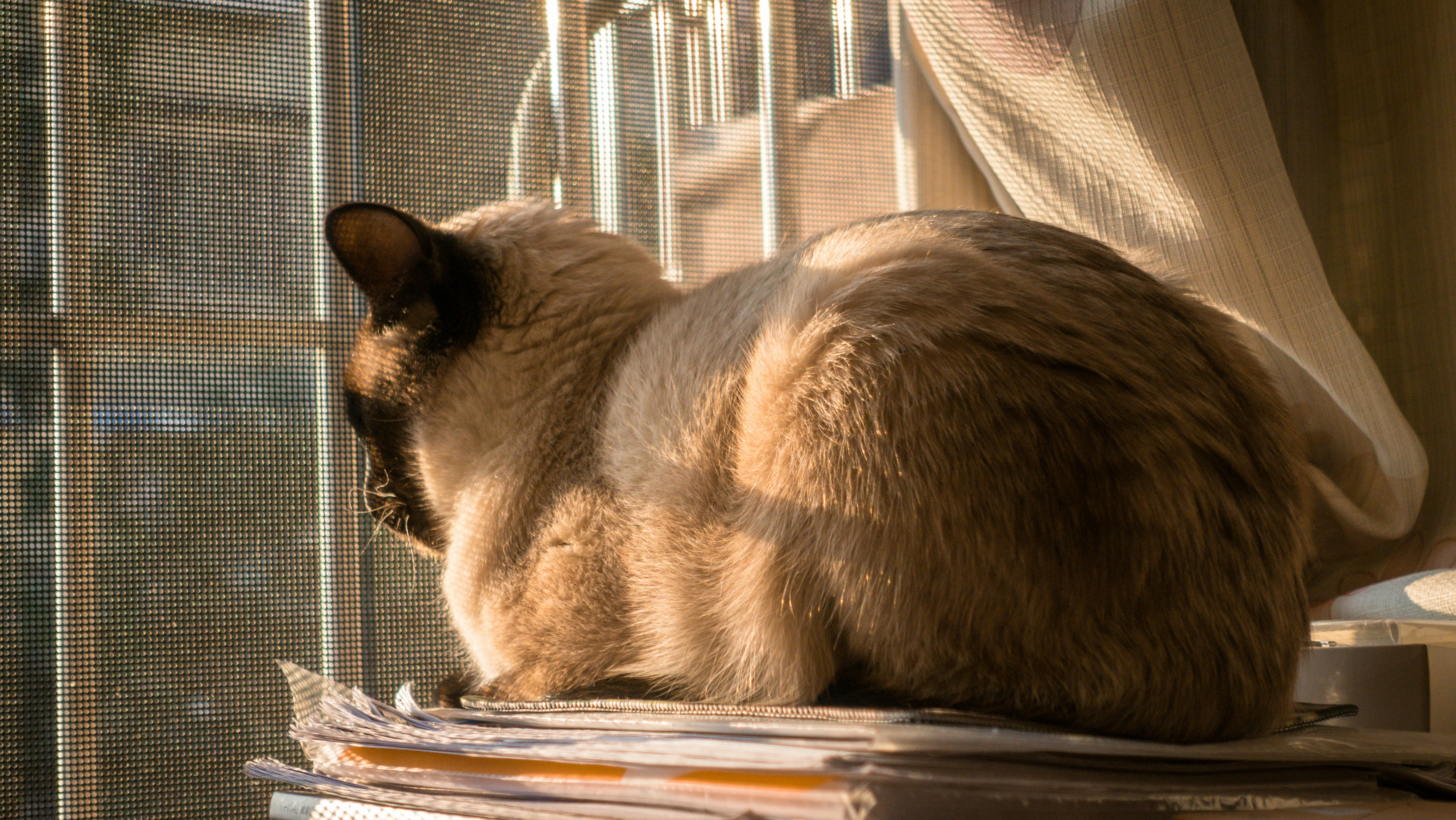 Sunlit Reverie: A Cat Loaf on a Stack of Papers by the Window