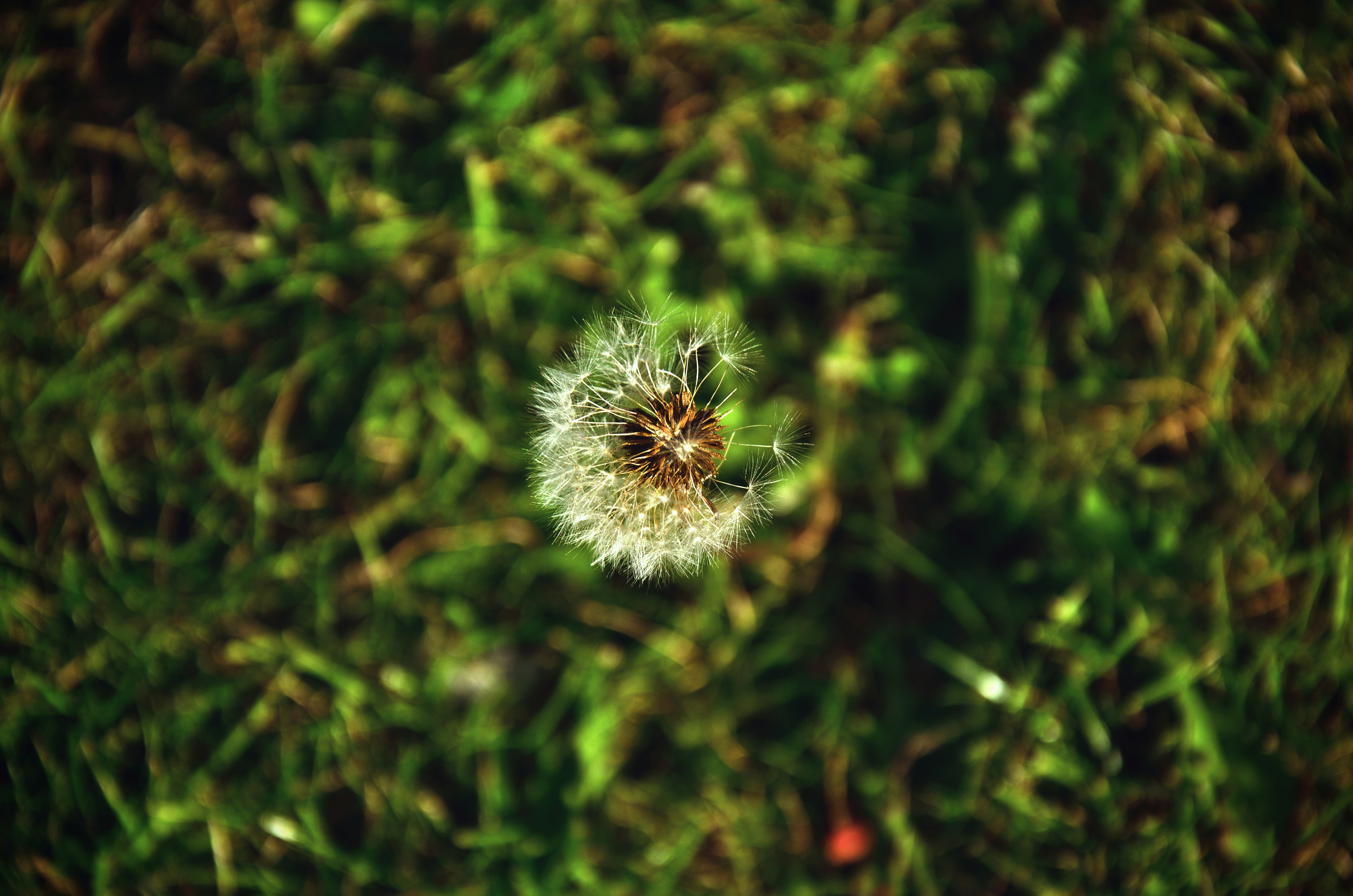 a close up of a dandelion