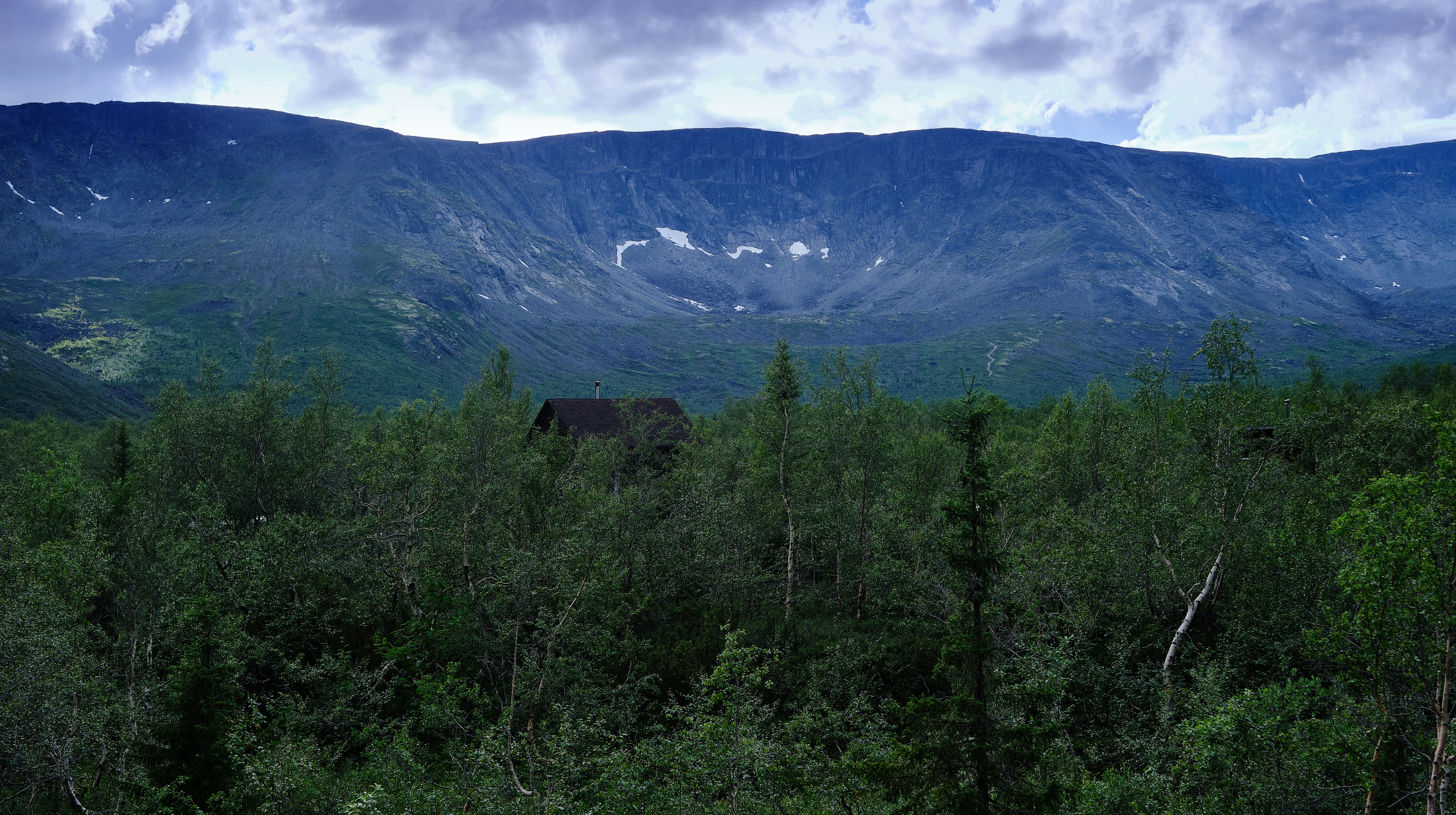 Hidden Giant: Moose in the Mountain Forest