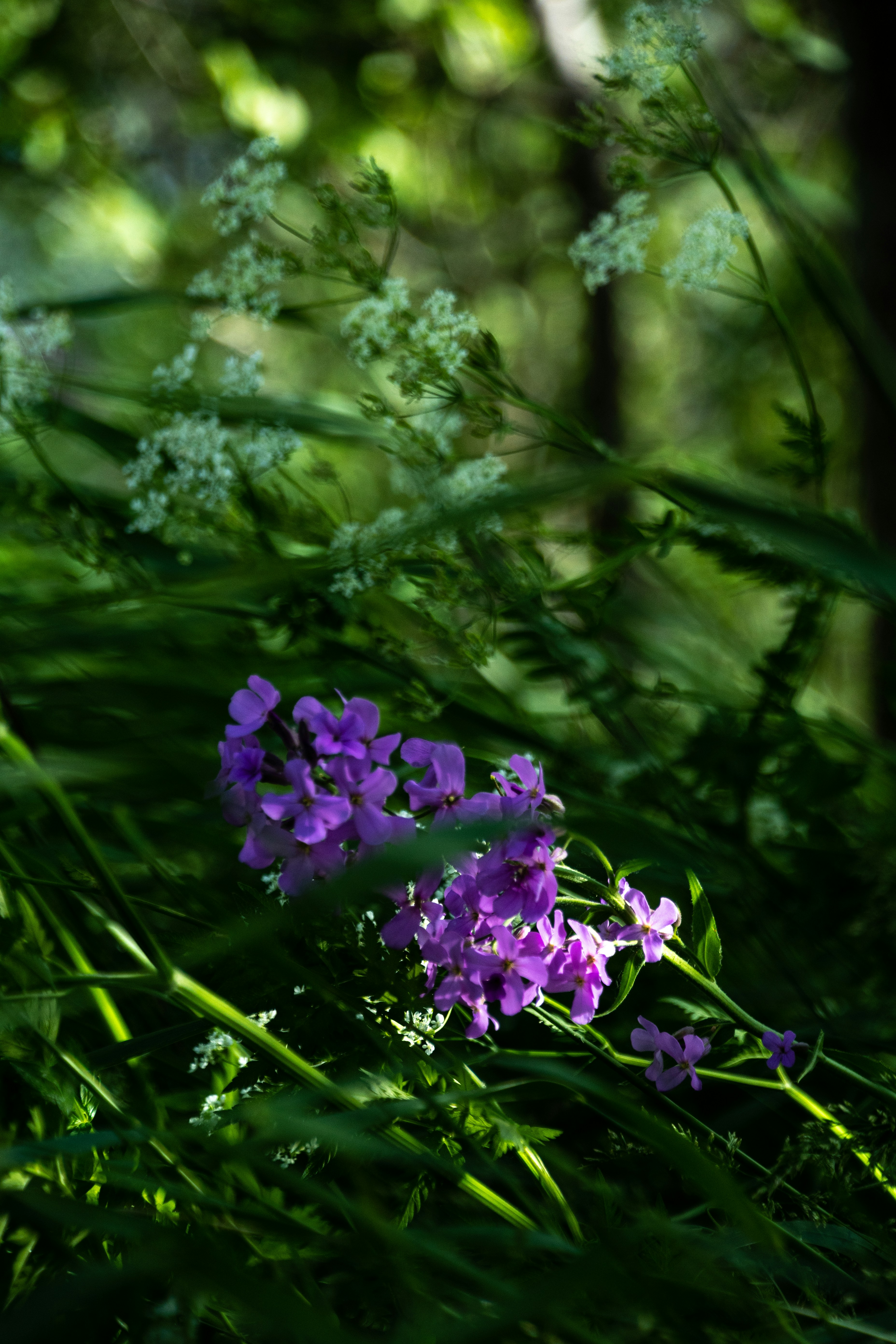 Purple blossoms glow in a green understory