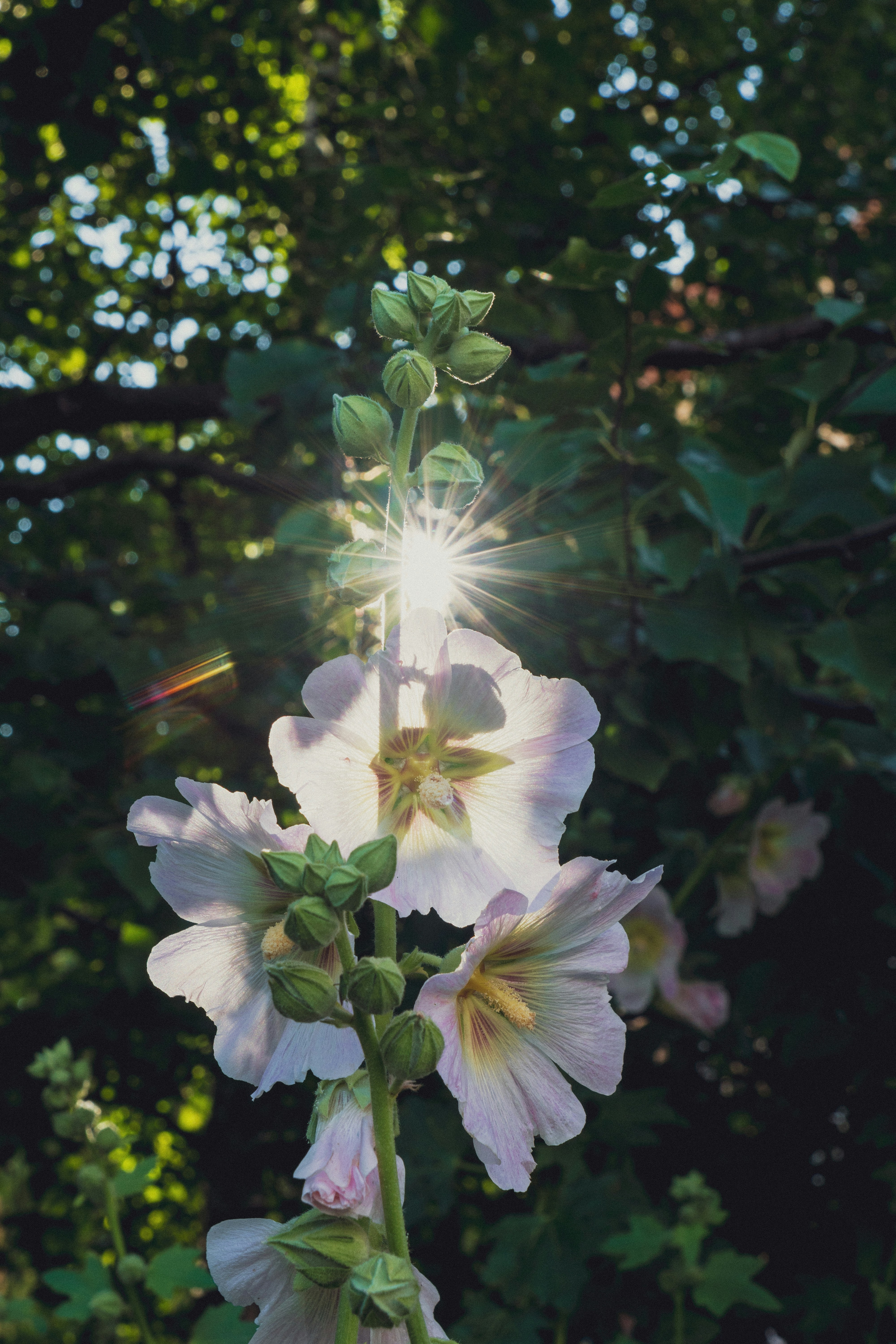 Sunburst Hollyhock: A Quiet Bloom Courting the Light