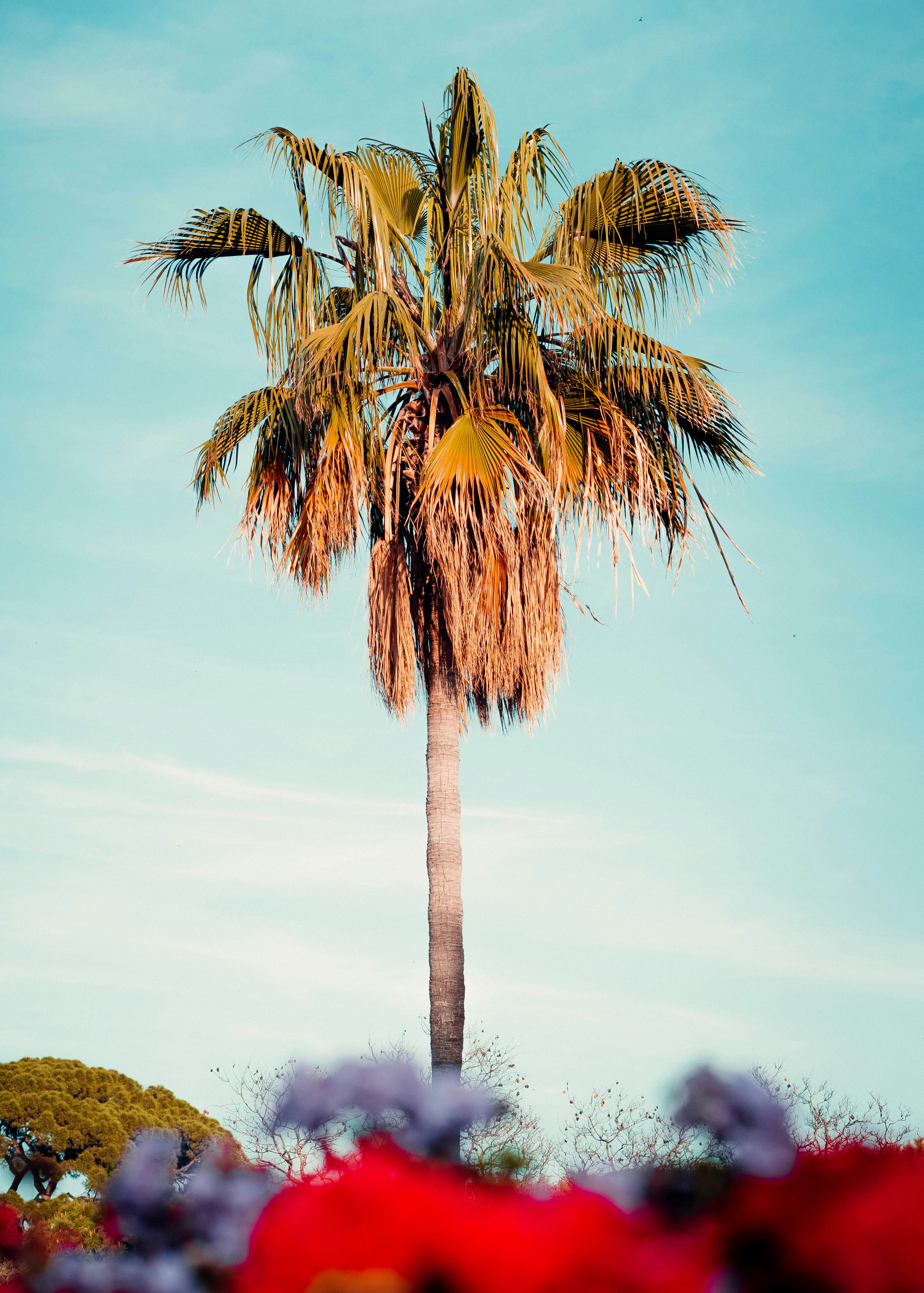 Turquoise Sky Crown: A Lone Palm Reaching for Summer Light