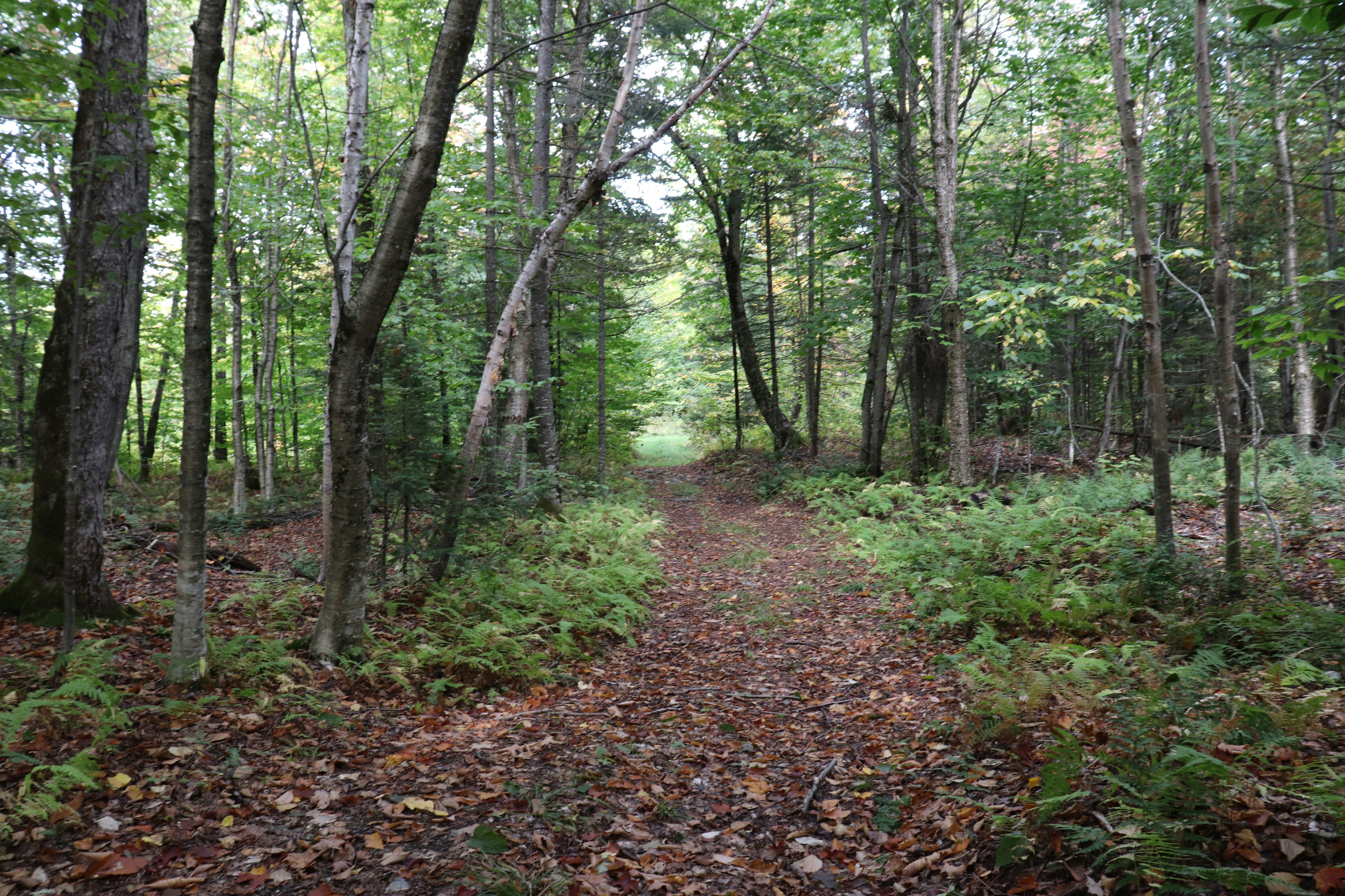 A path through a forest photo – Free Grey Image on Unsplash