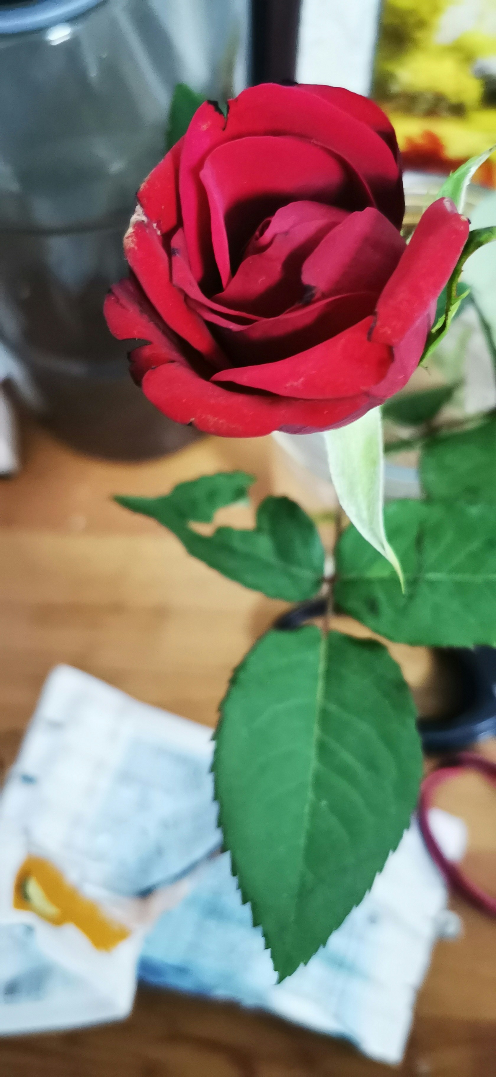 Crimson Blossom: A Close-Up of a Red Rose in Focus
