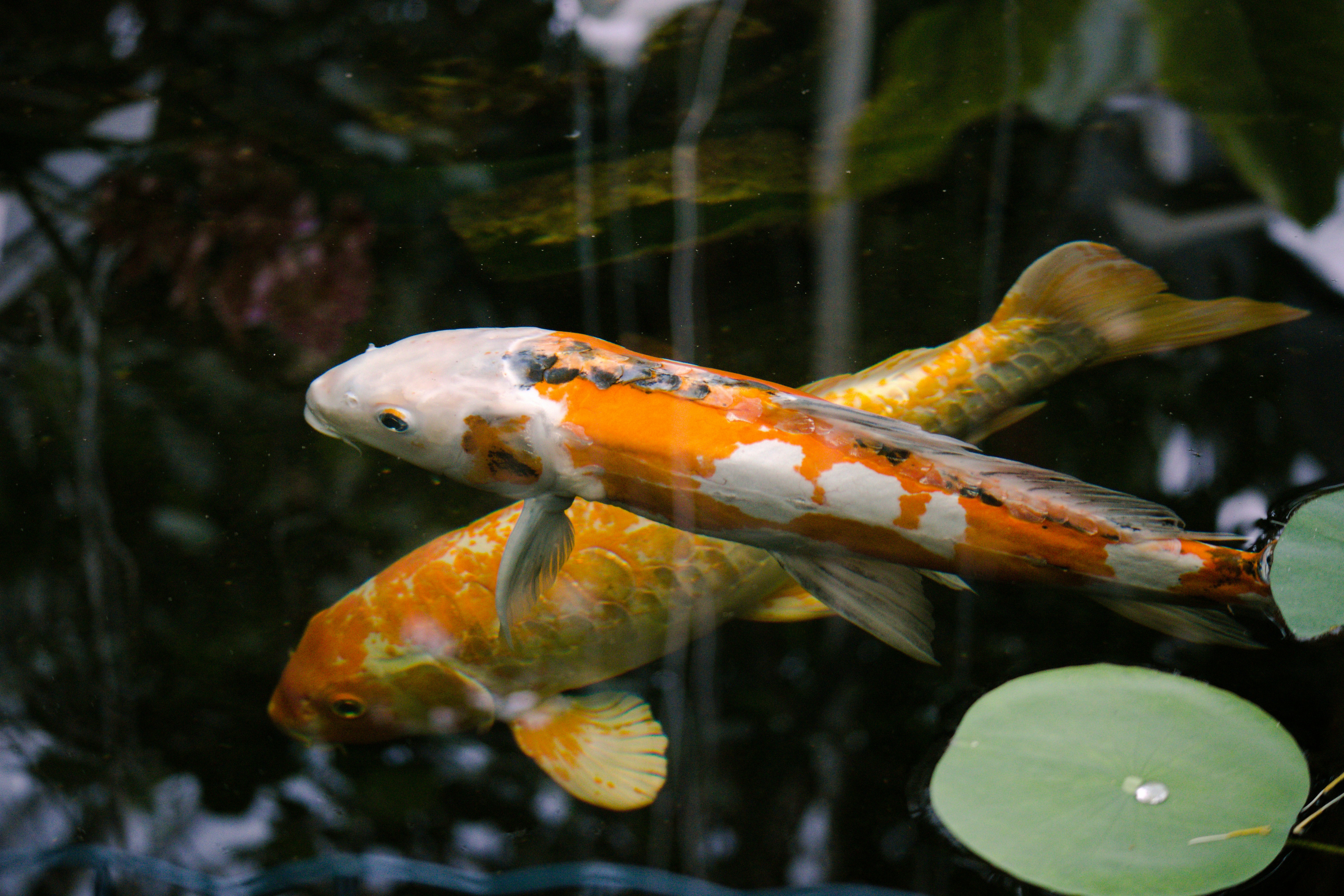 A fish in a tank photo – Free Botanic garden of university of turku ...