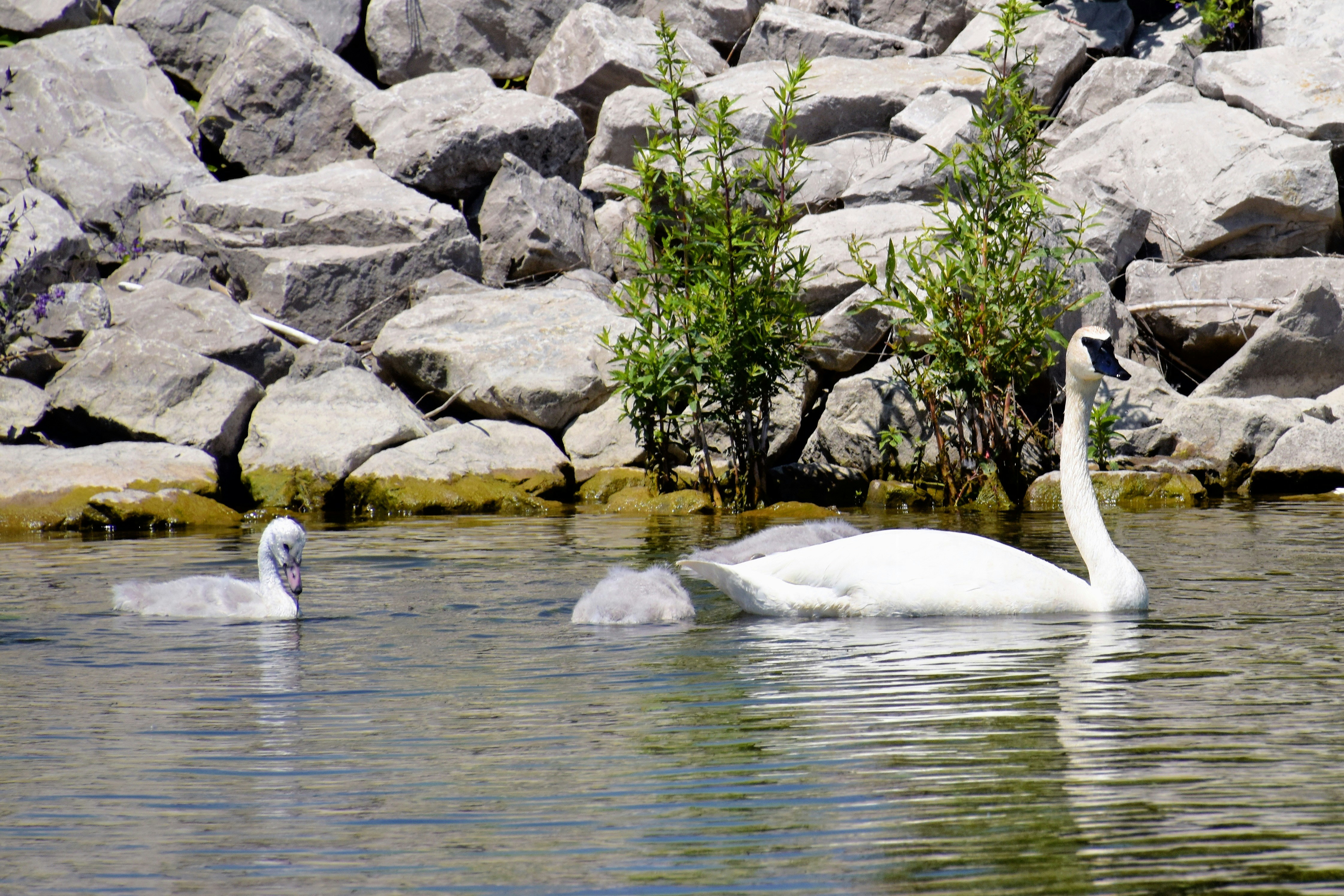 A couple swans in a pond photo – Free Tommy thompson park Image on Unsplash