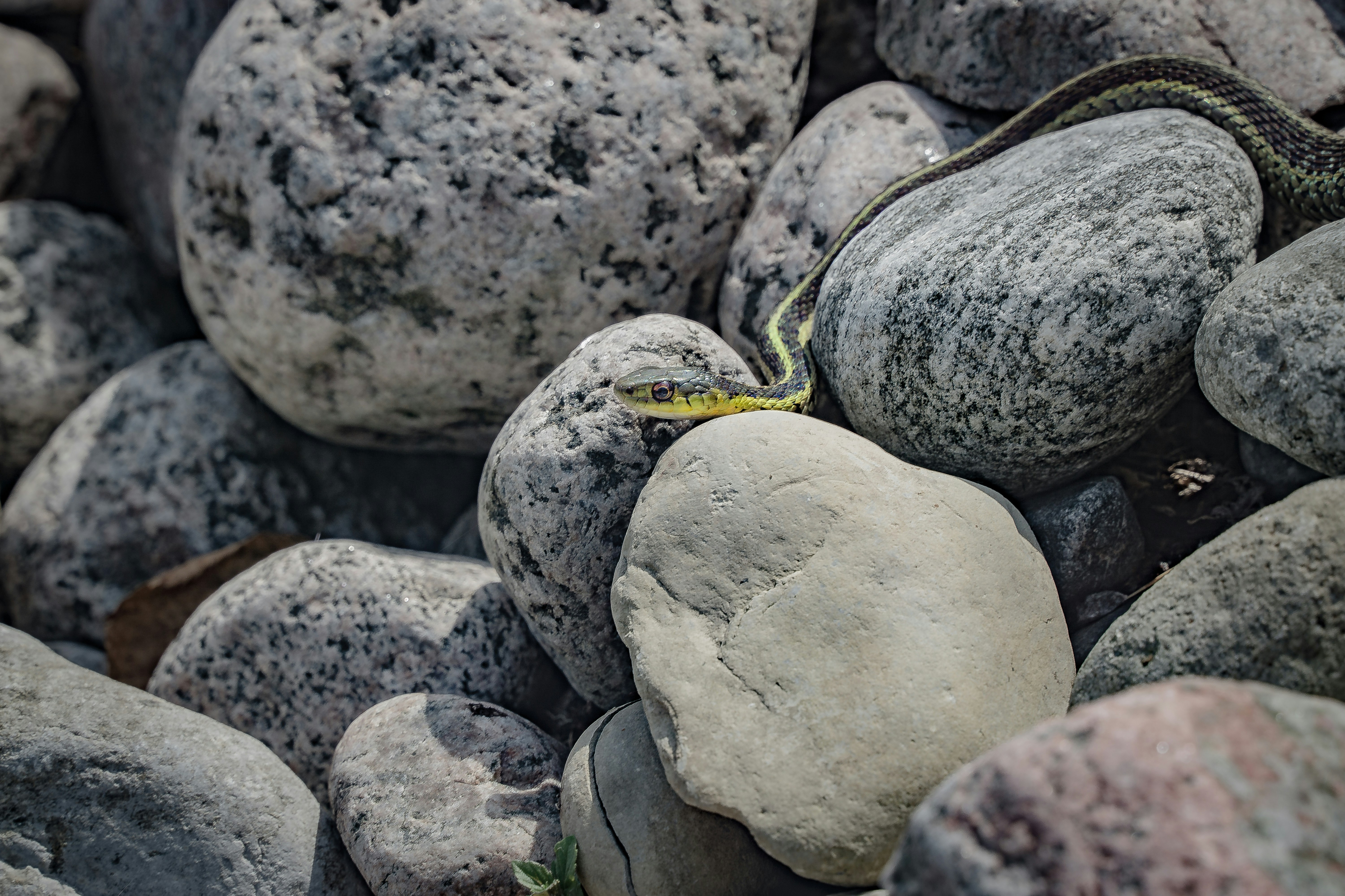 A snake on rocks photo – Free Grey Image on Unsplash