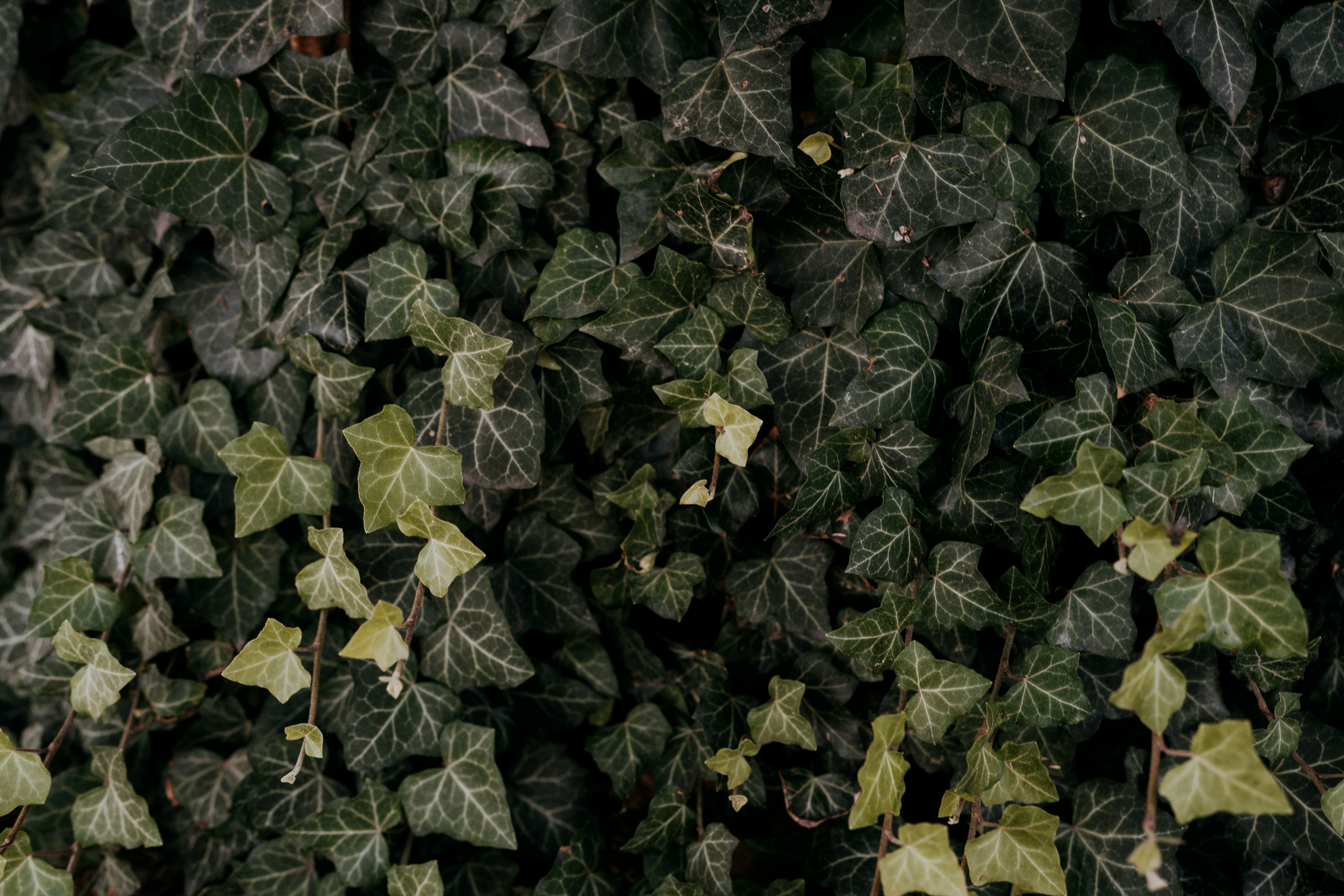Dense green ivy leaves intertwining against a dark backdrop, showcasing the intricate patterns of nature.