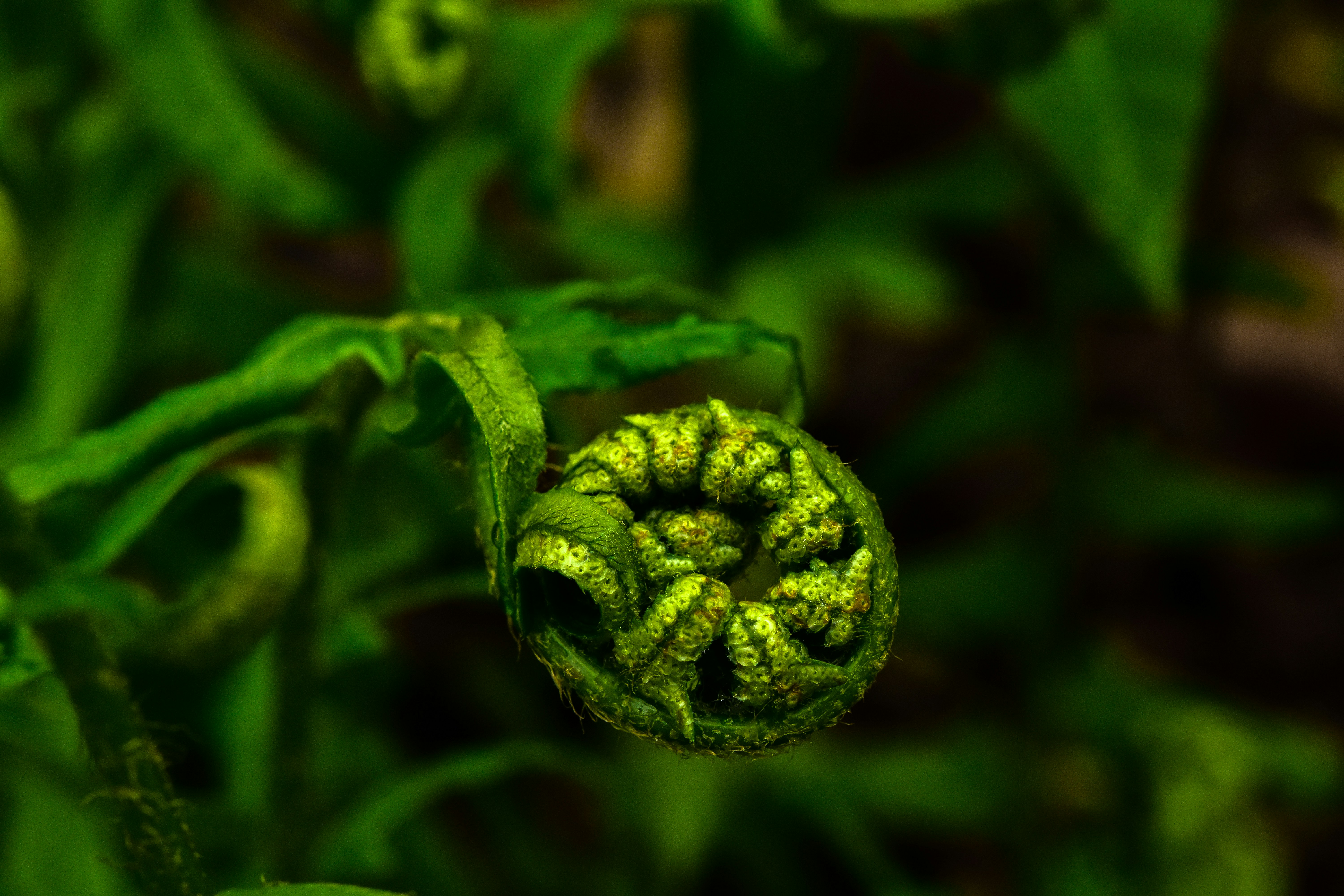 Emerald Fiddlehead in Focus: a Green Coil Emerging Under Verdant Veil