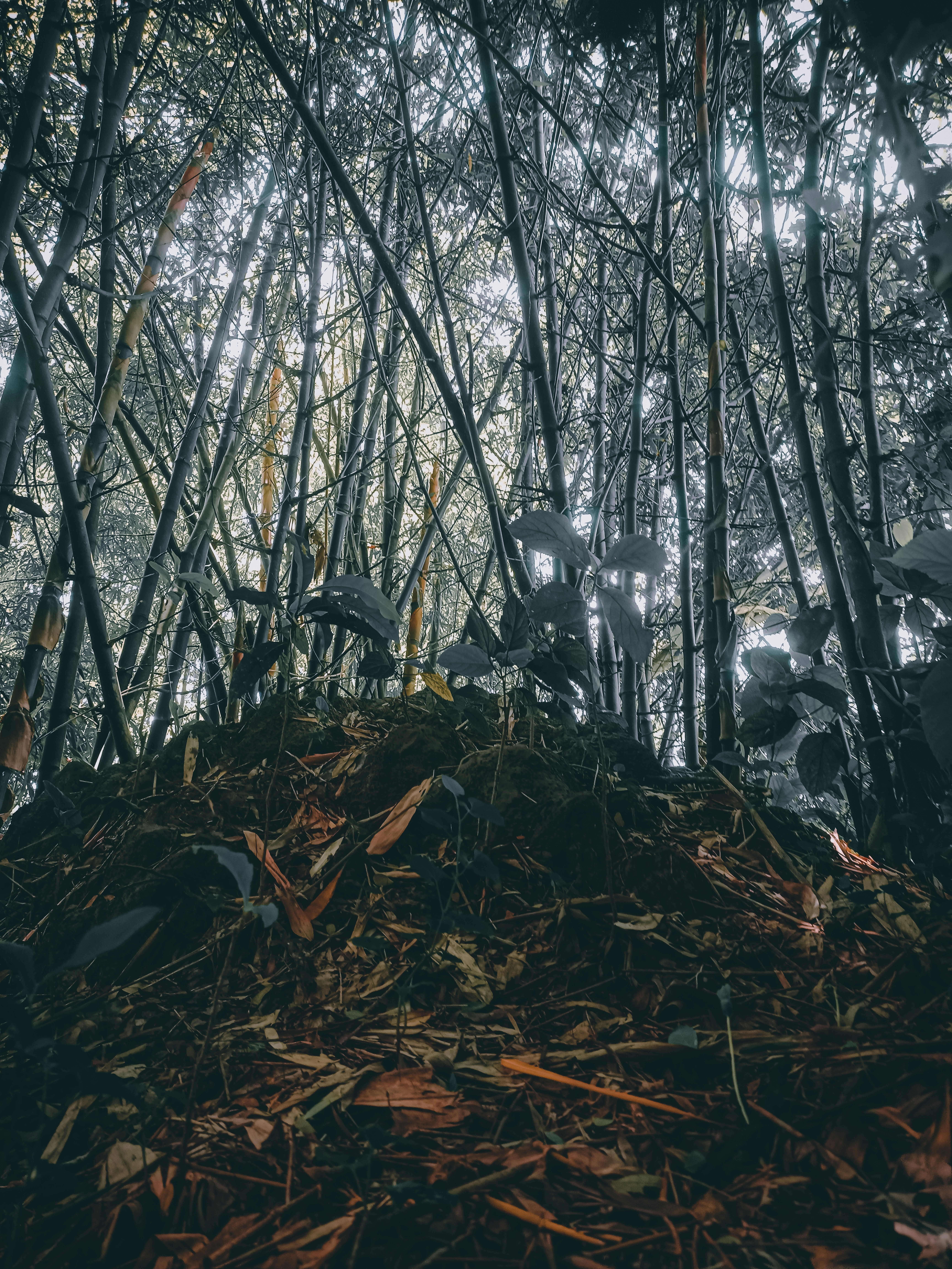 Imágenes de Nazirpur | Descarga imágenes gratuitas en Unsplash