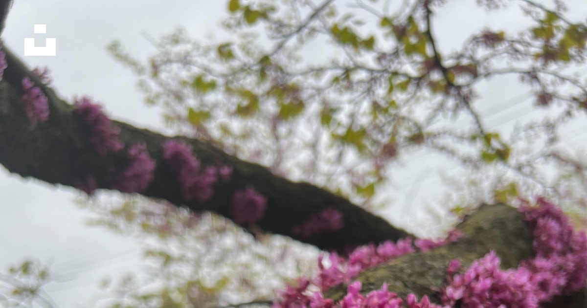紫色の花を持つ木の枝の接写の写真 Unsplashの紫色の花の無料画像