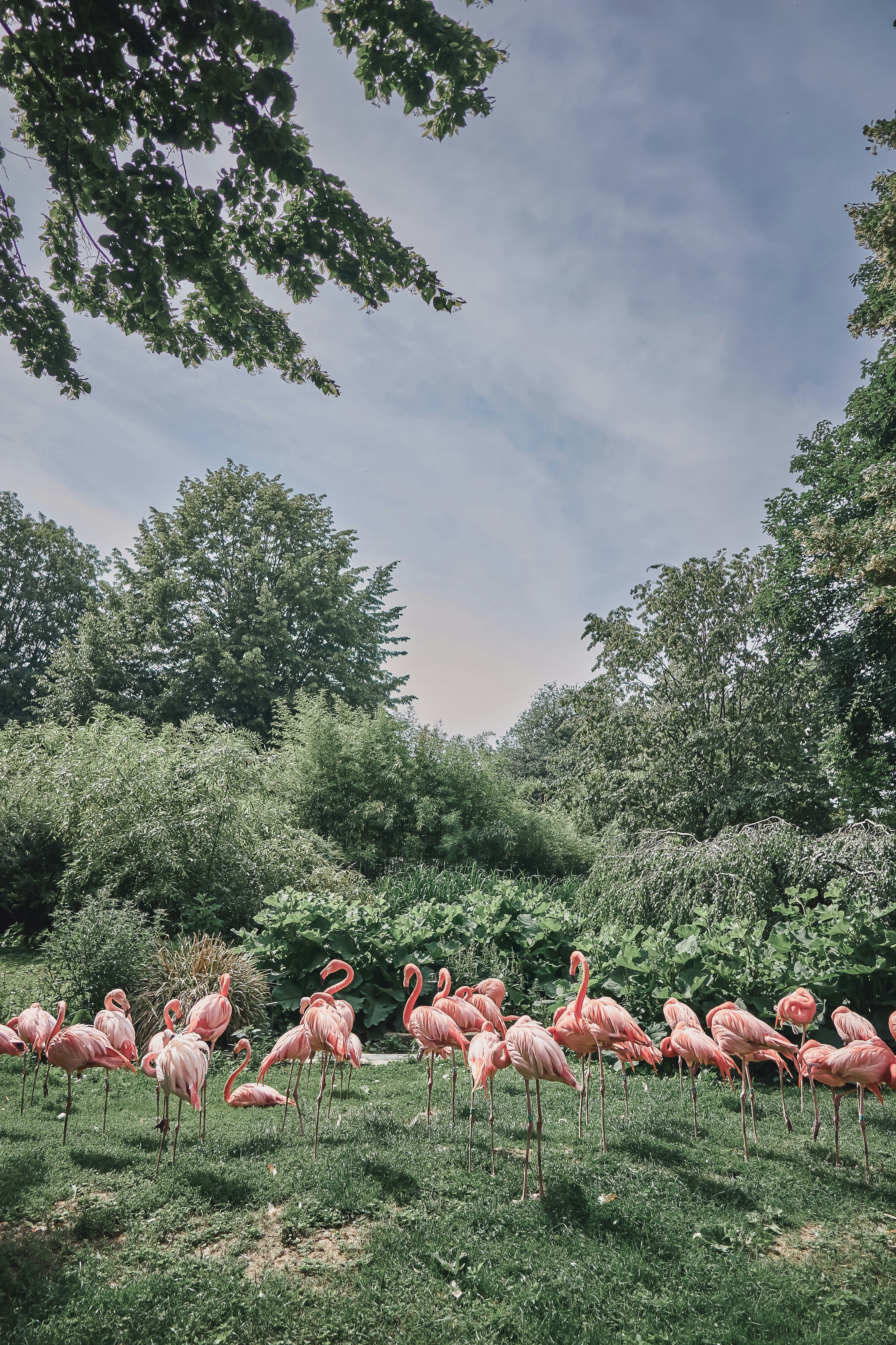 A group of flamingos in a field photo – Free Grey Image on Unsplash