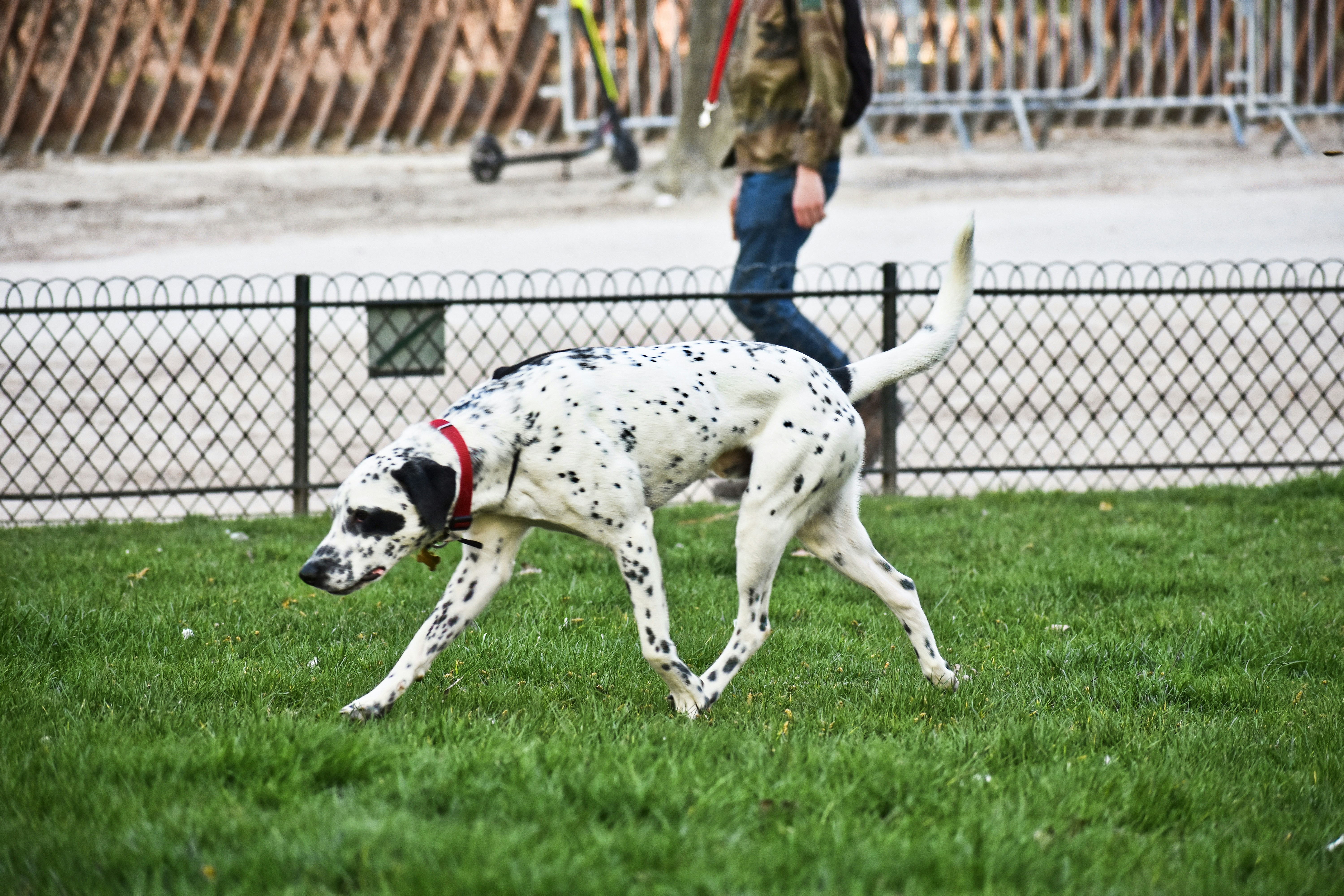 Dalmatian walking across a grassy area, showcasing its unique spotted coat. A person in the background is casually strolling nearby.